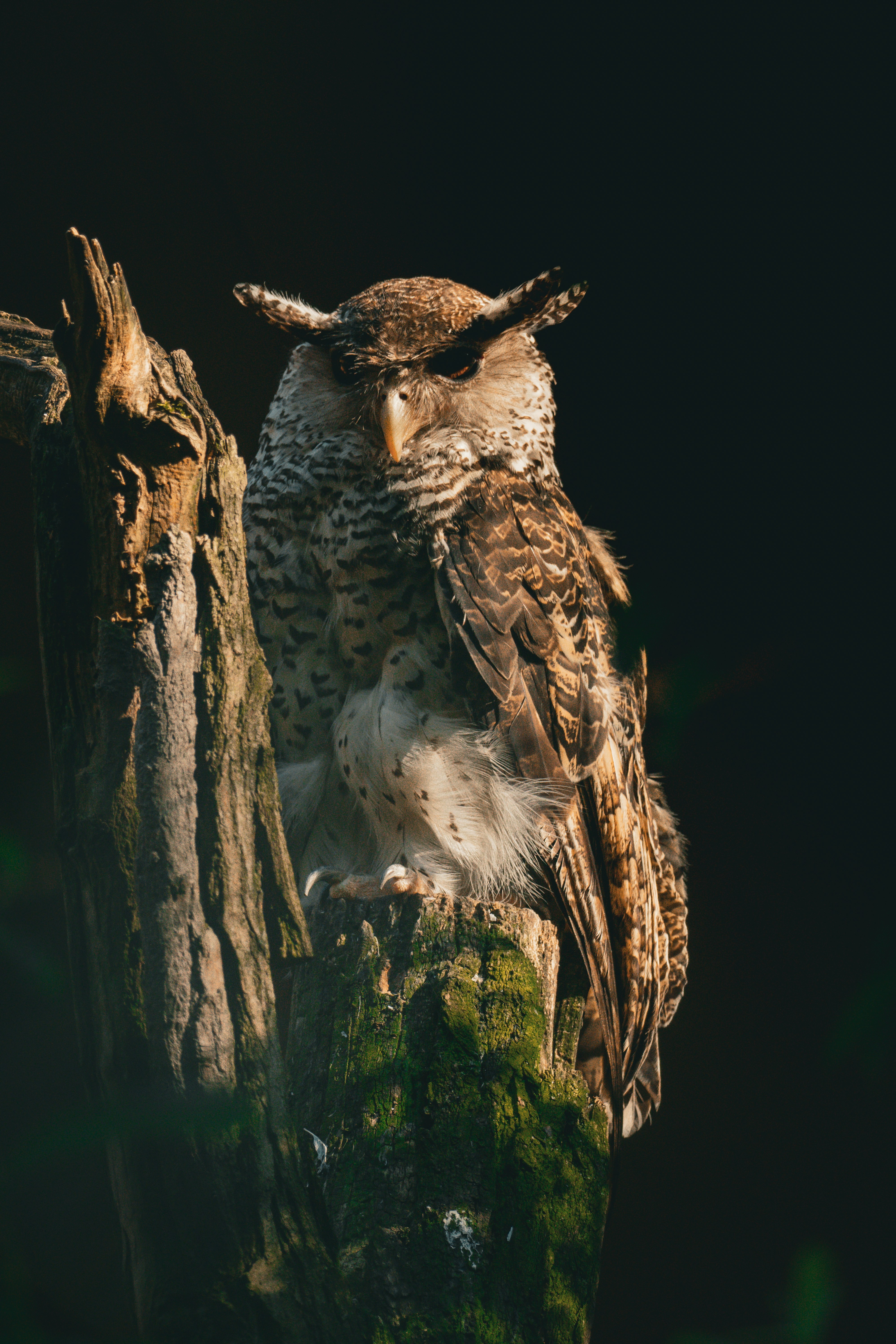 Gloomlit Owl on a Mossy Log: Quiet Close-Up in Dappled Light