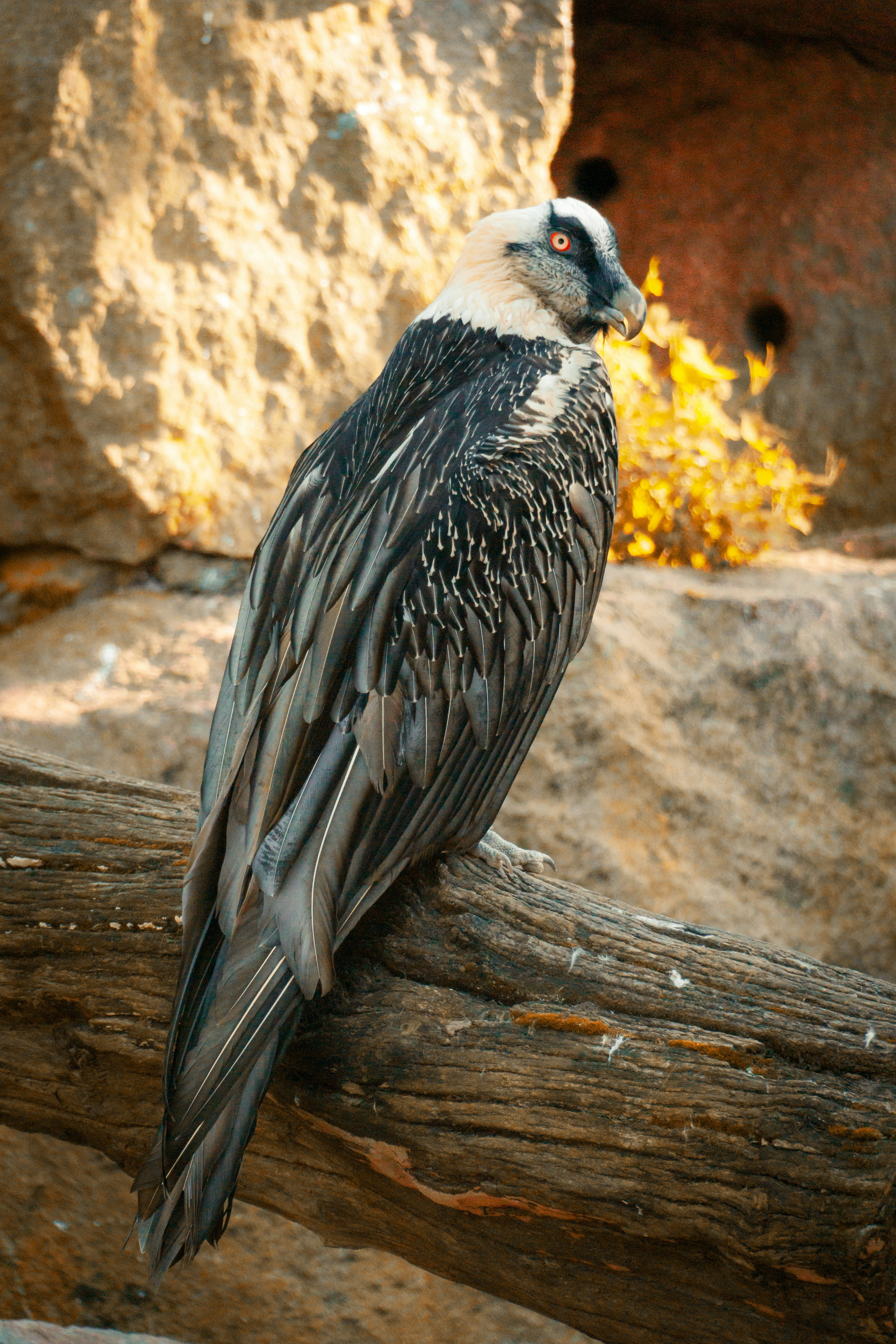 Canyon Sentinel: White-Headed Vulture Perched on Weathered Log