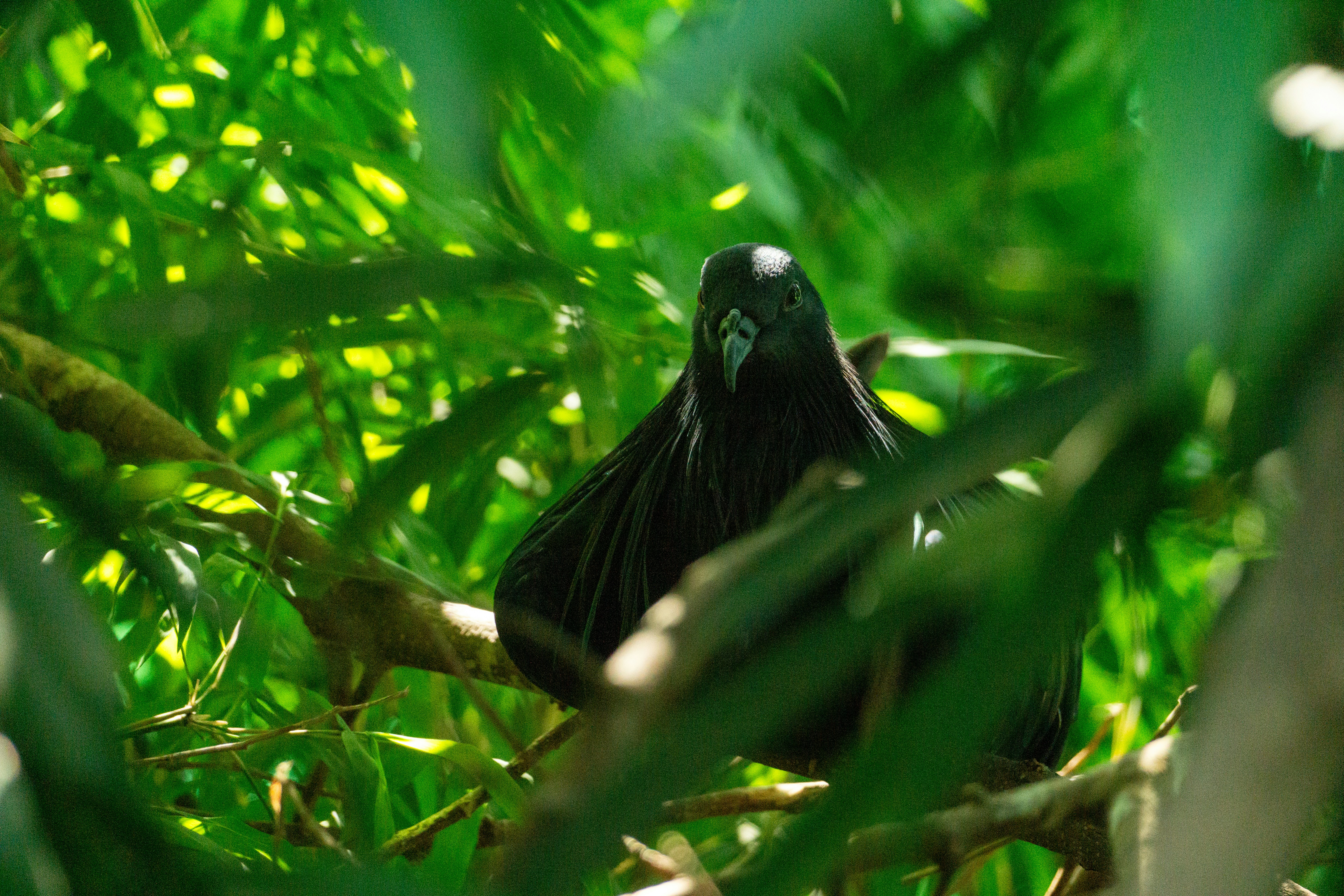 Photo by Robert Schwarz with Sony Alpha 6000