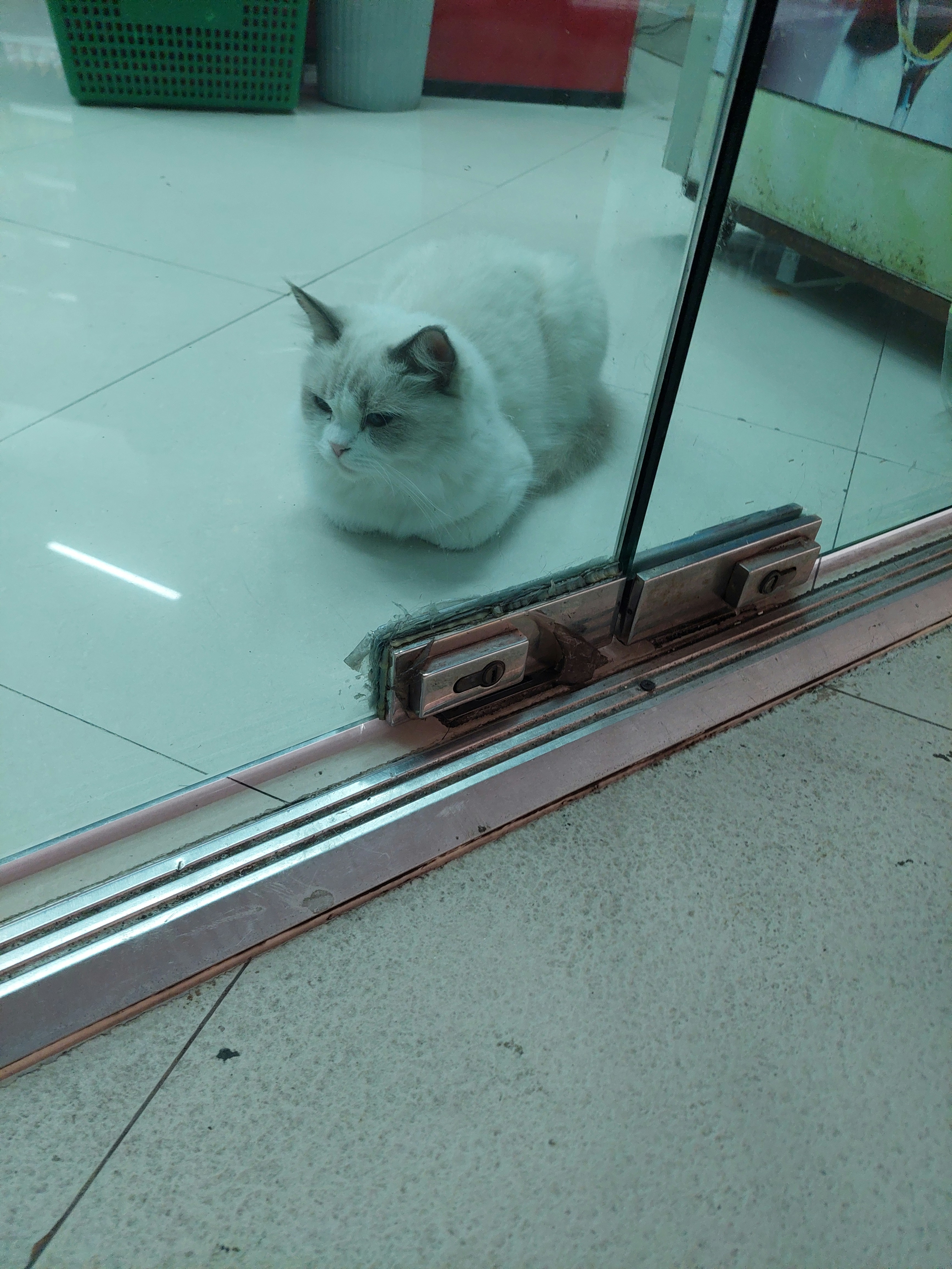 Quiet Window Sit: A White Cat Resting Behind Glass