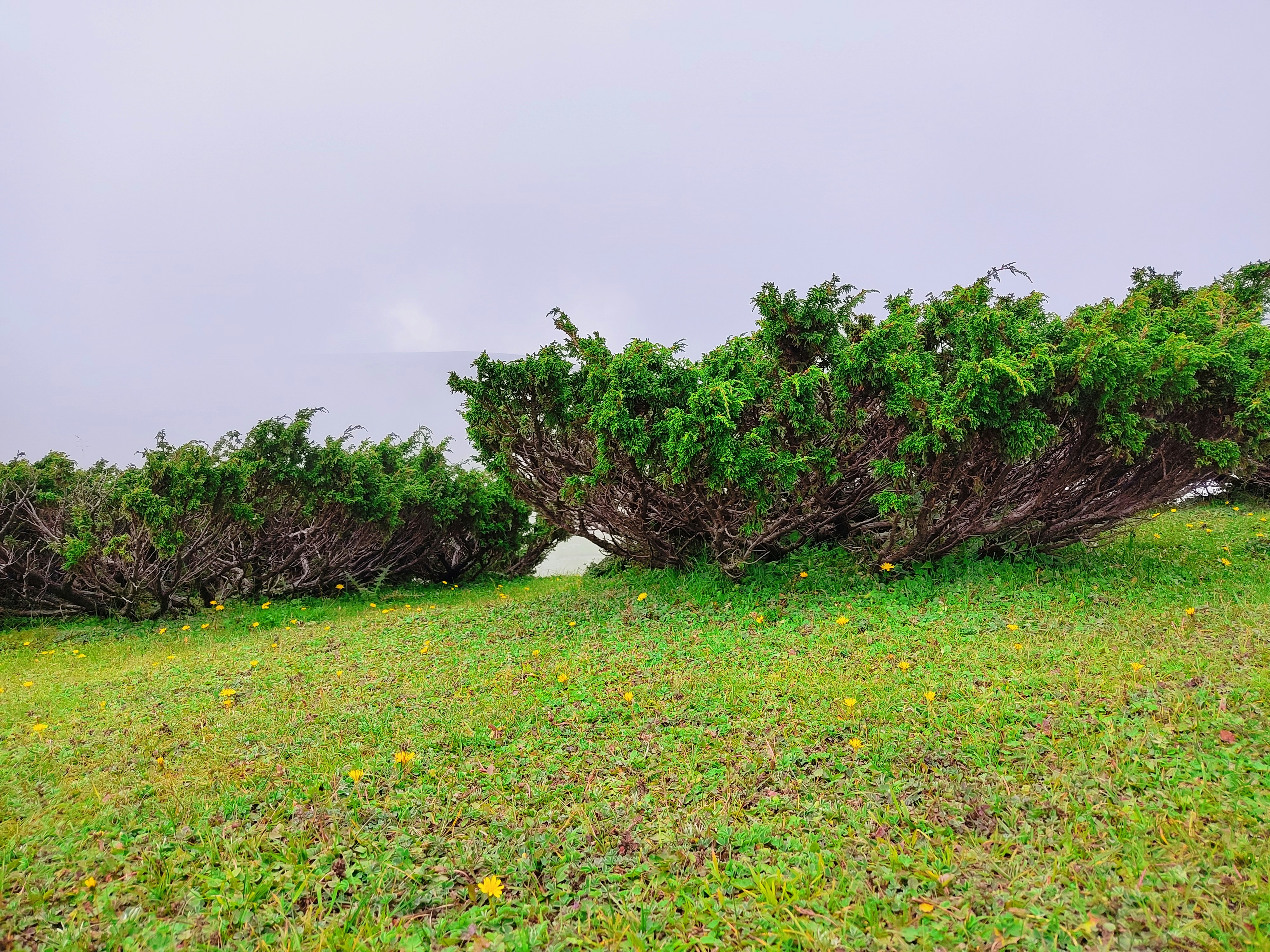 Group of small plants on grassland with small yellow colour flowers in grass with sky