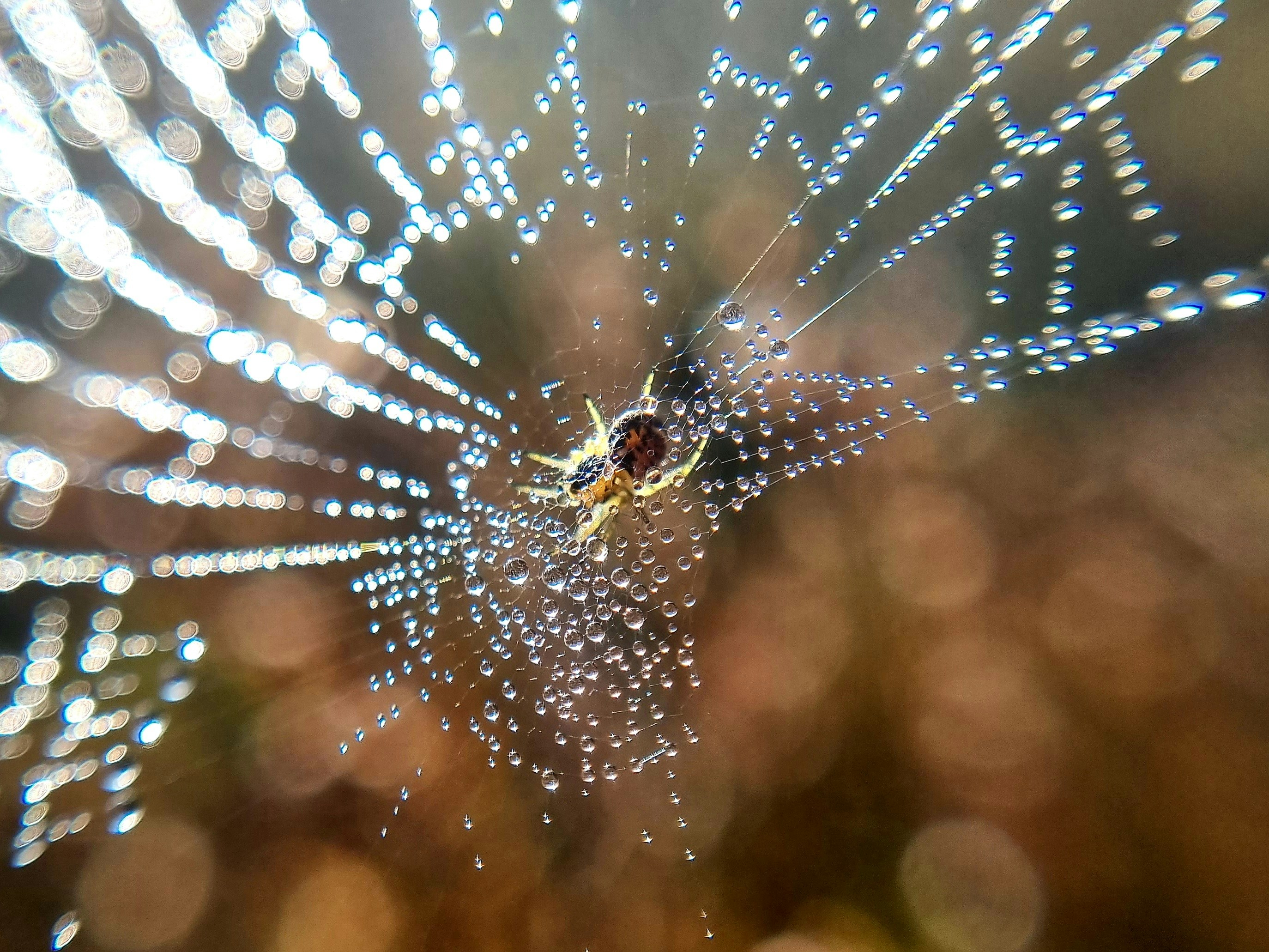 A close up of a spider web with water droplets photo – Free Spider ...