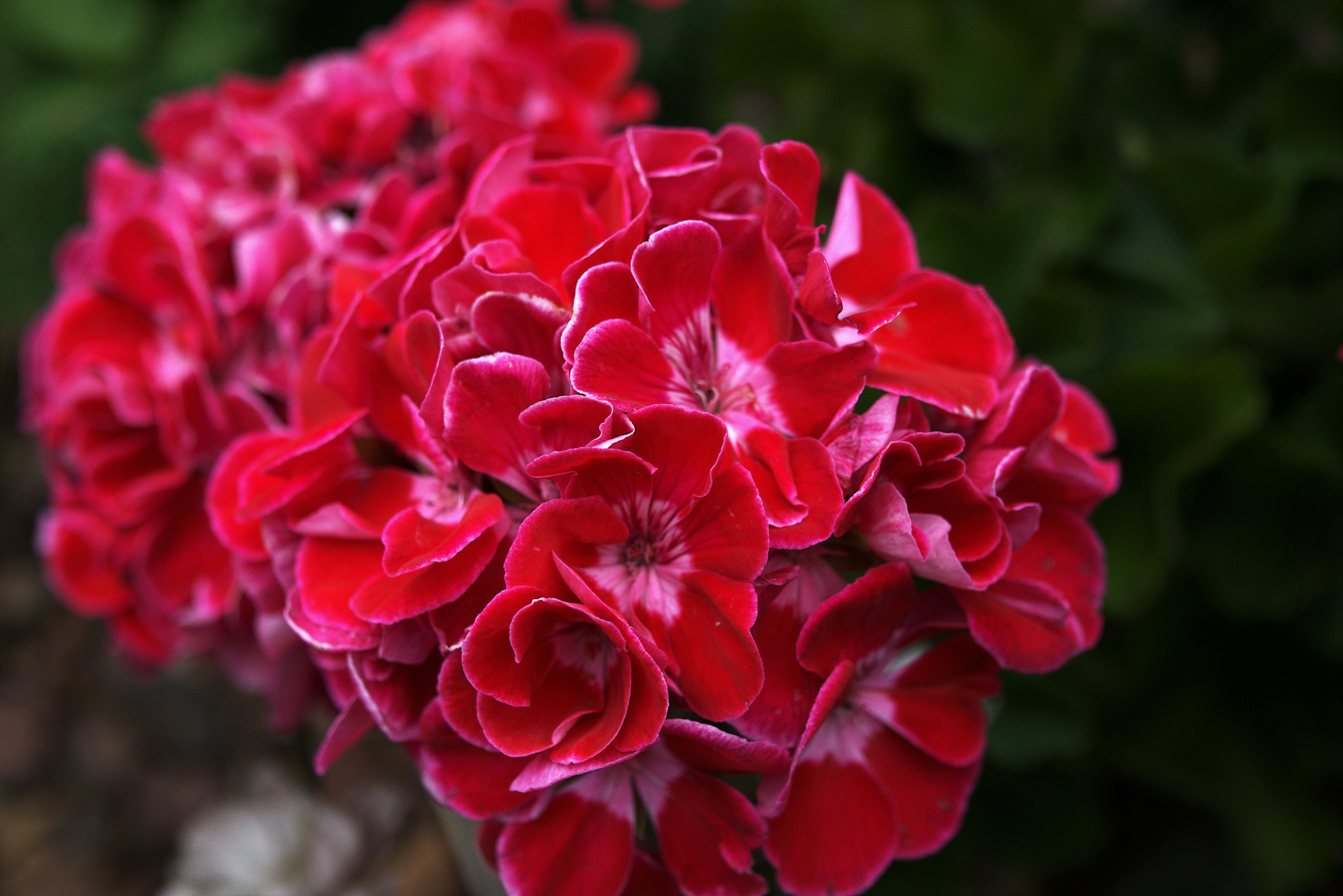 Crimson Hydrangea Gem: A Macro Portrait in Velvet Petals