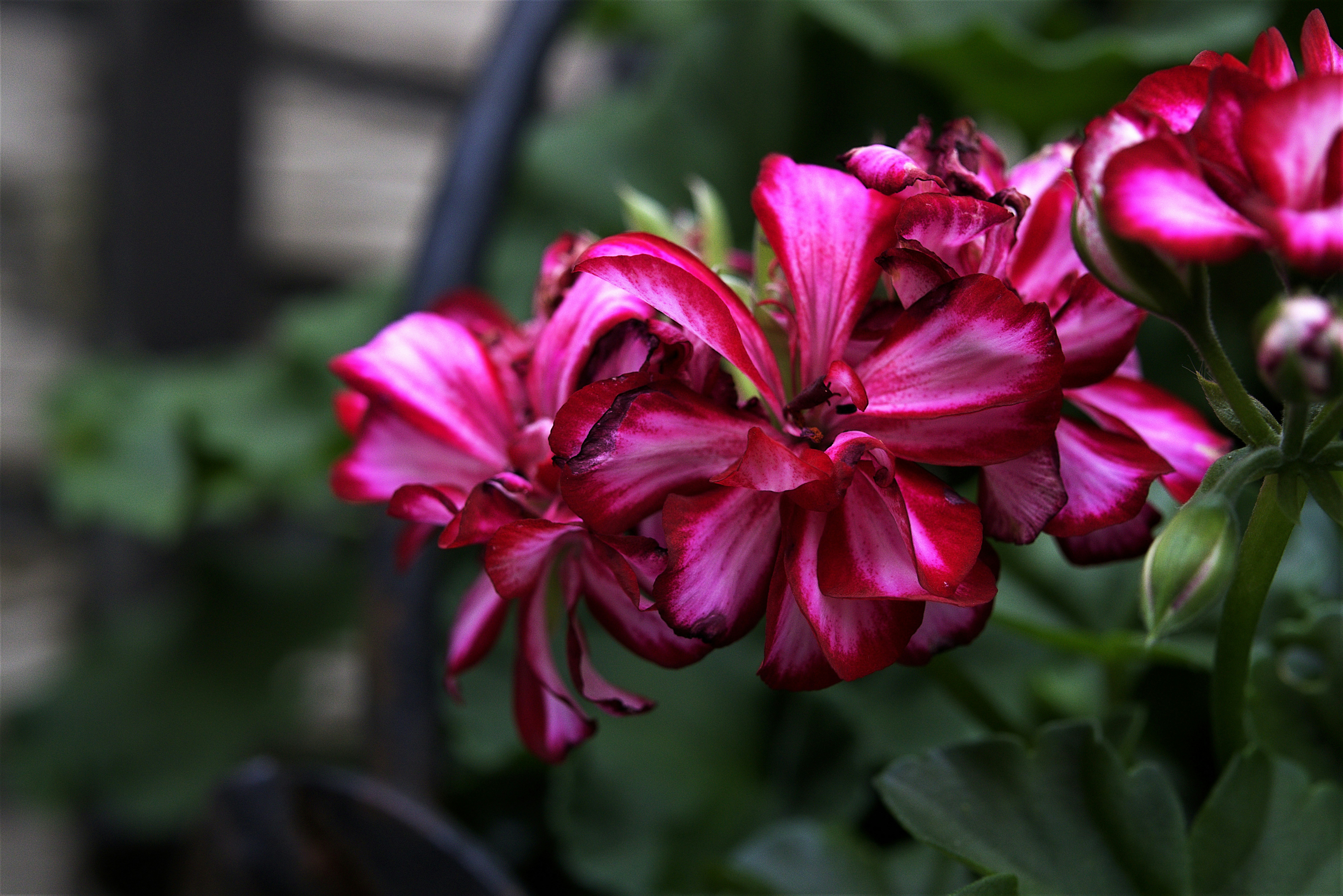 A close up of a bunch of pink flowers photo – Free Flower Image on Unsplash