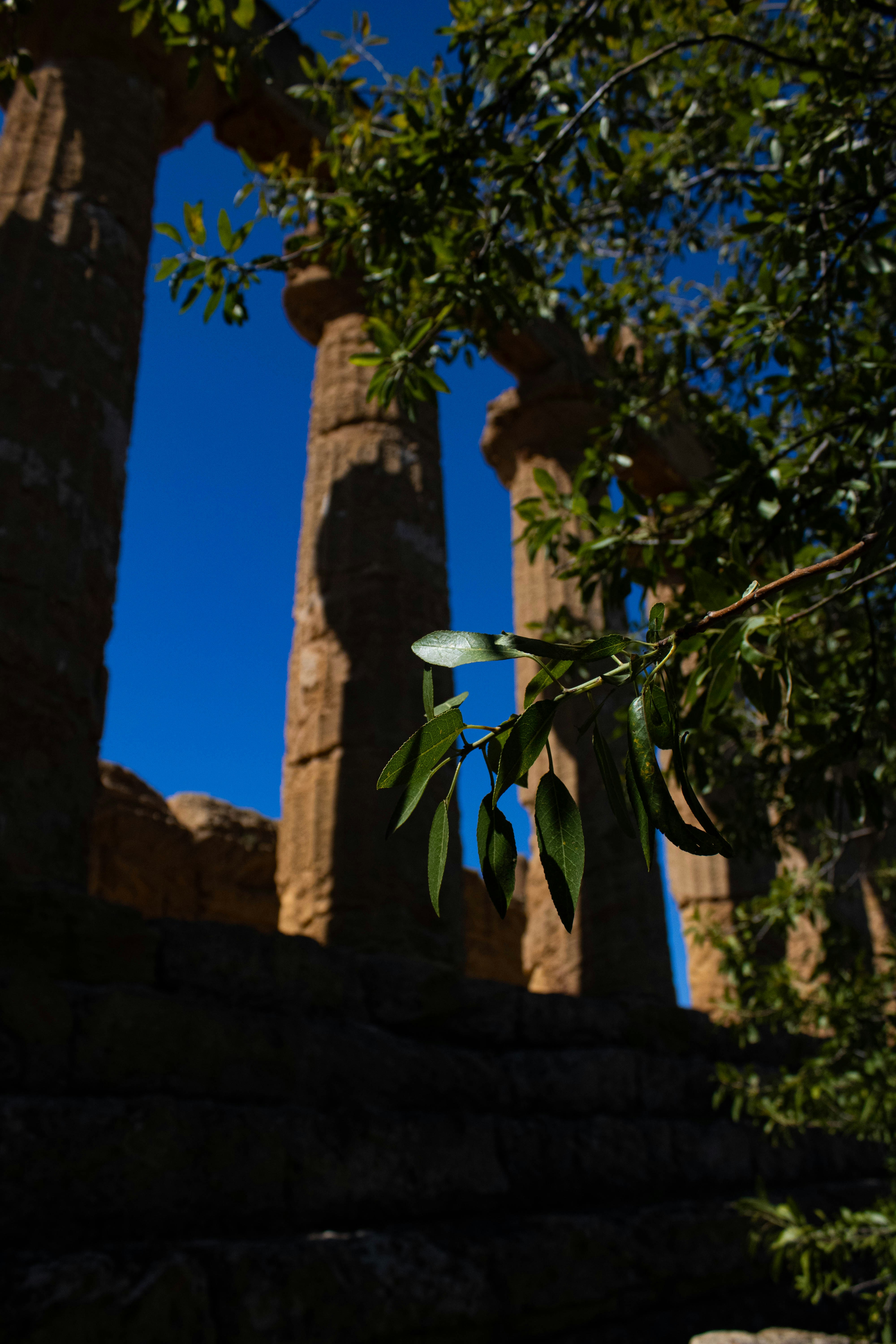 Sunlit Olive Branch Framing Ancient Pillars Against a Bright Blue Sky