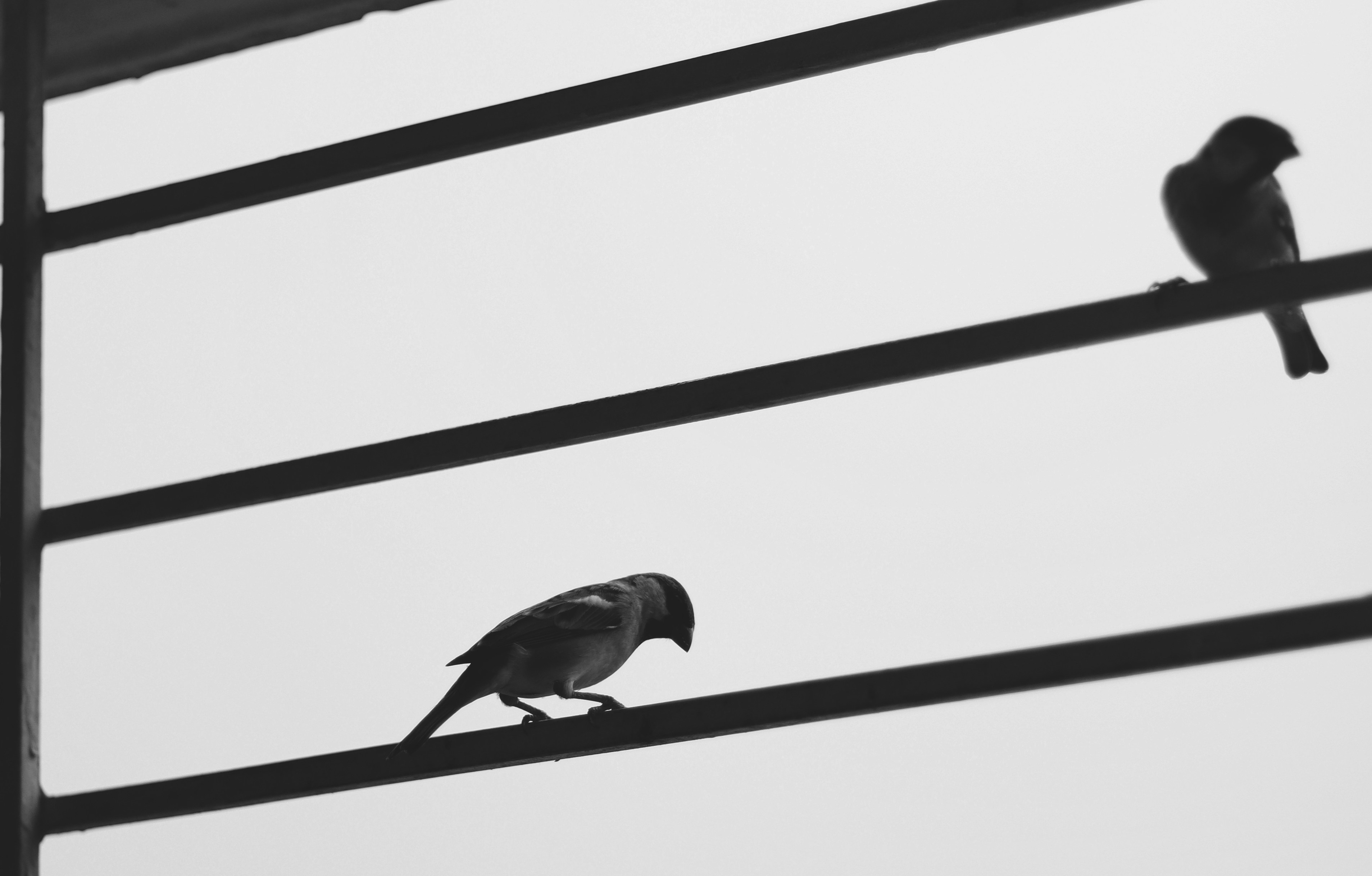 A lonely Old World sparrows bird