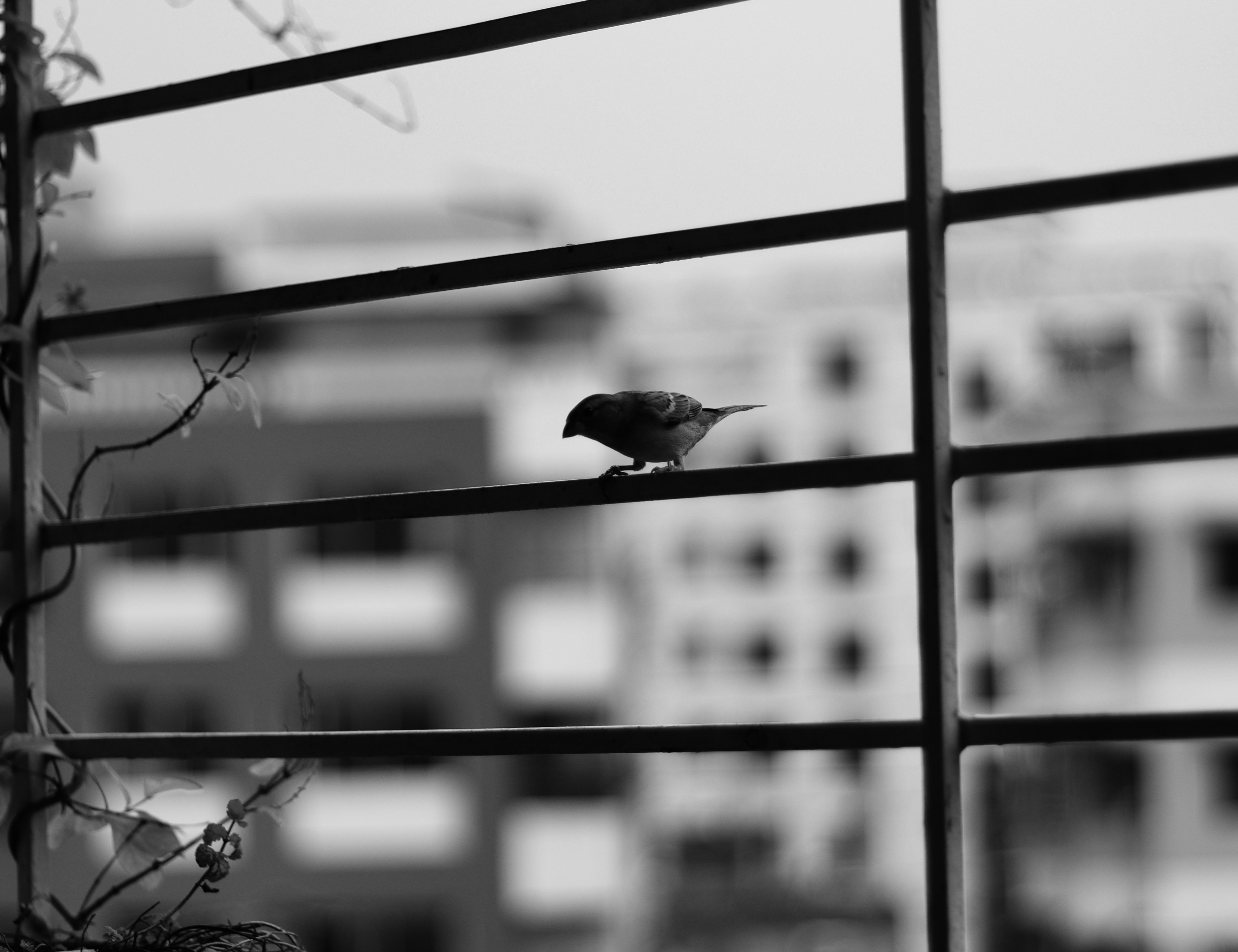 Perched Between Rails: A Sparrow in a Quiet Urban Moment