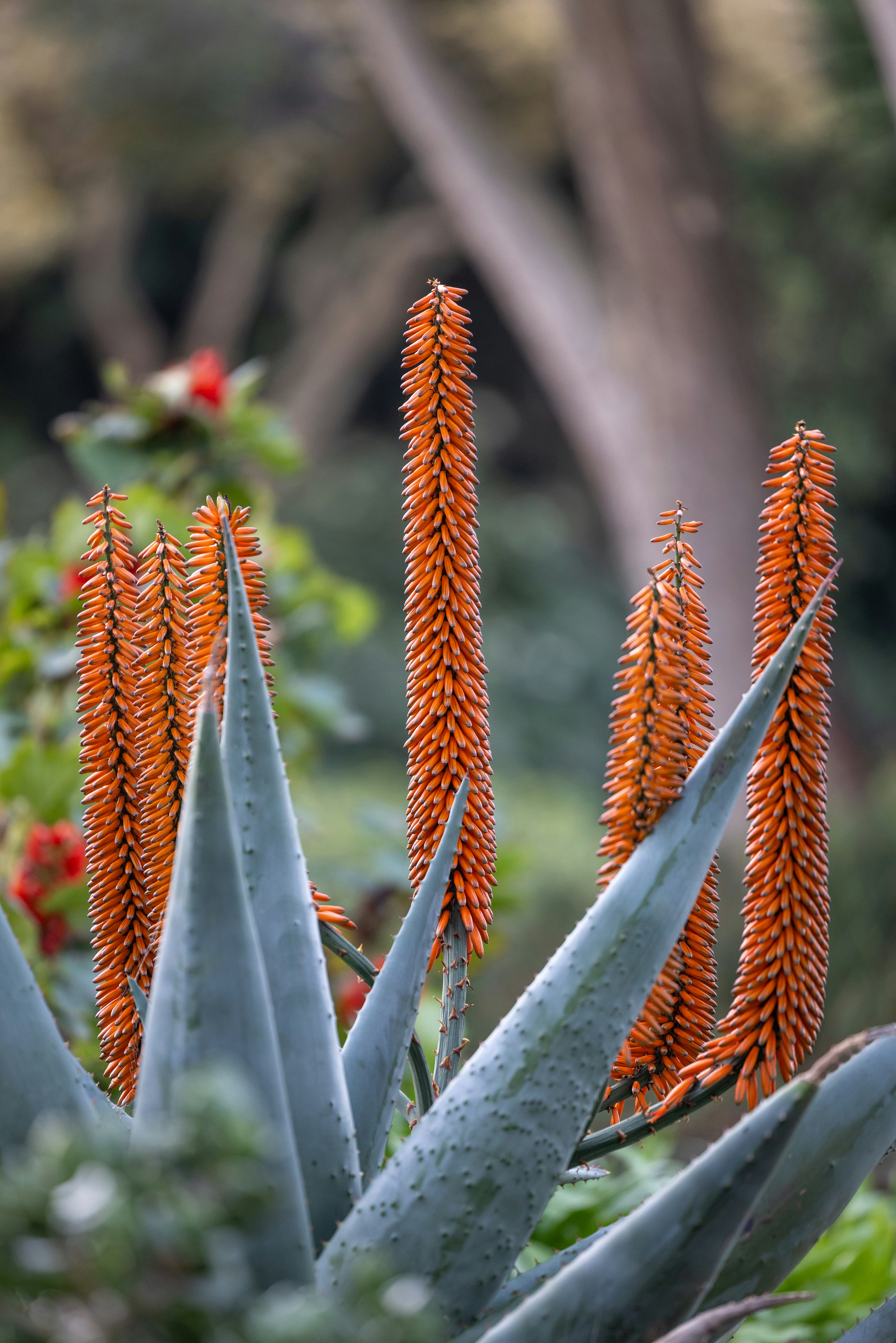 Orange Torch Spikes Rising Over Powder-Blue Aloe Leaves