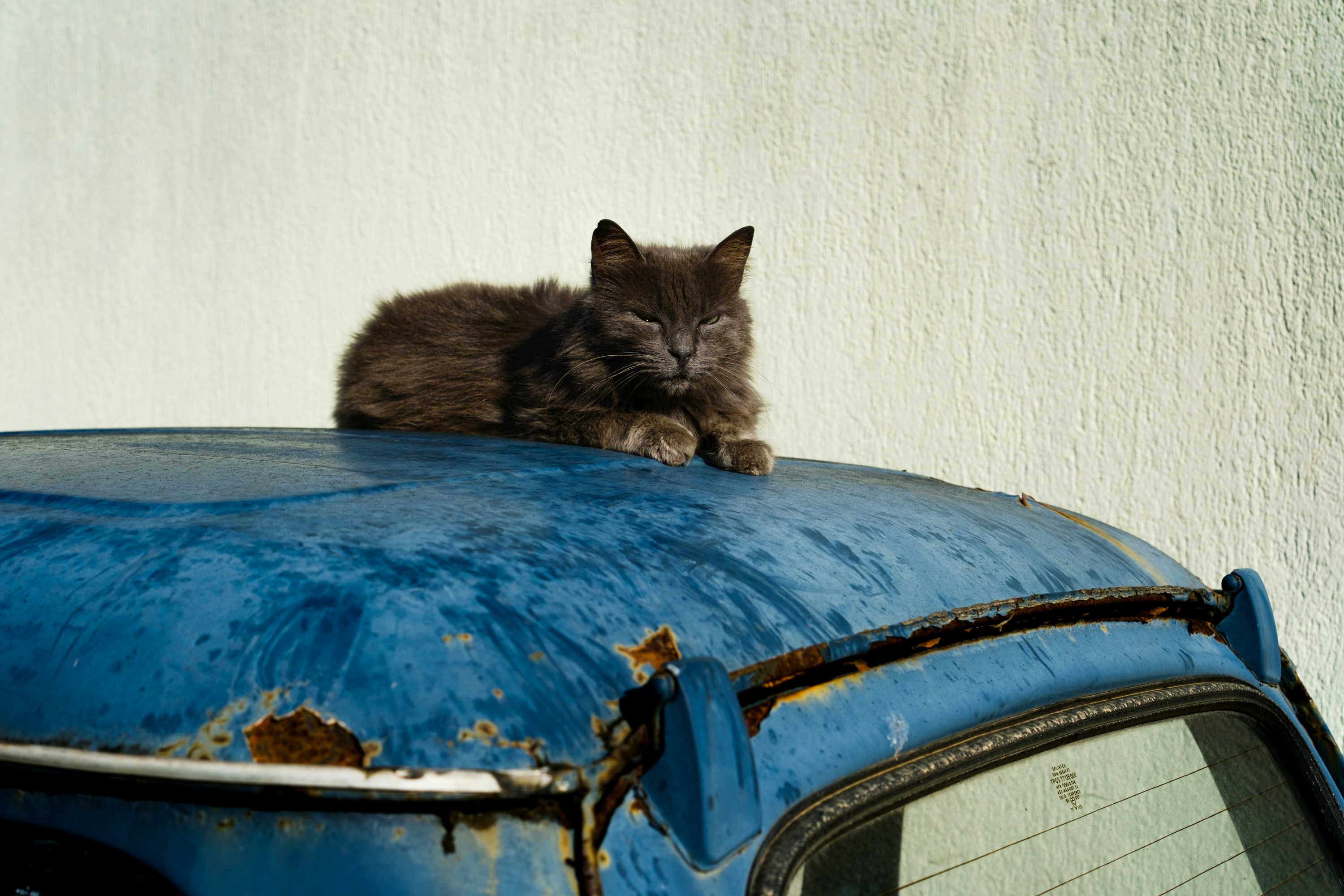 The Rooftop Sentinel: A Feline Pause on a Weathered Blue Car