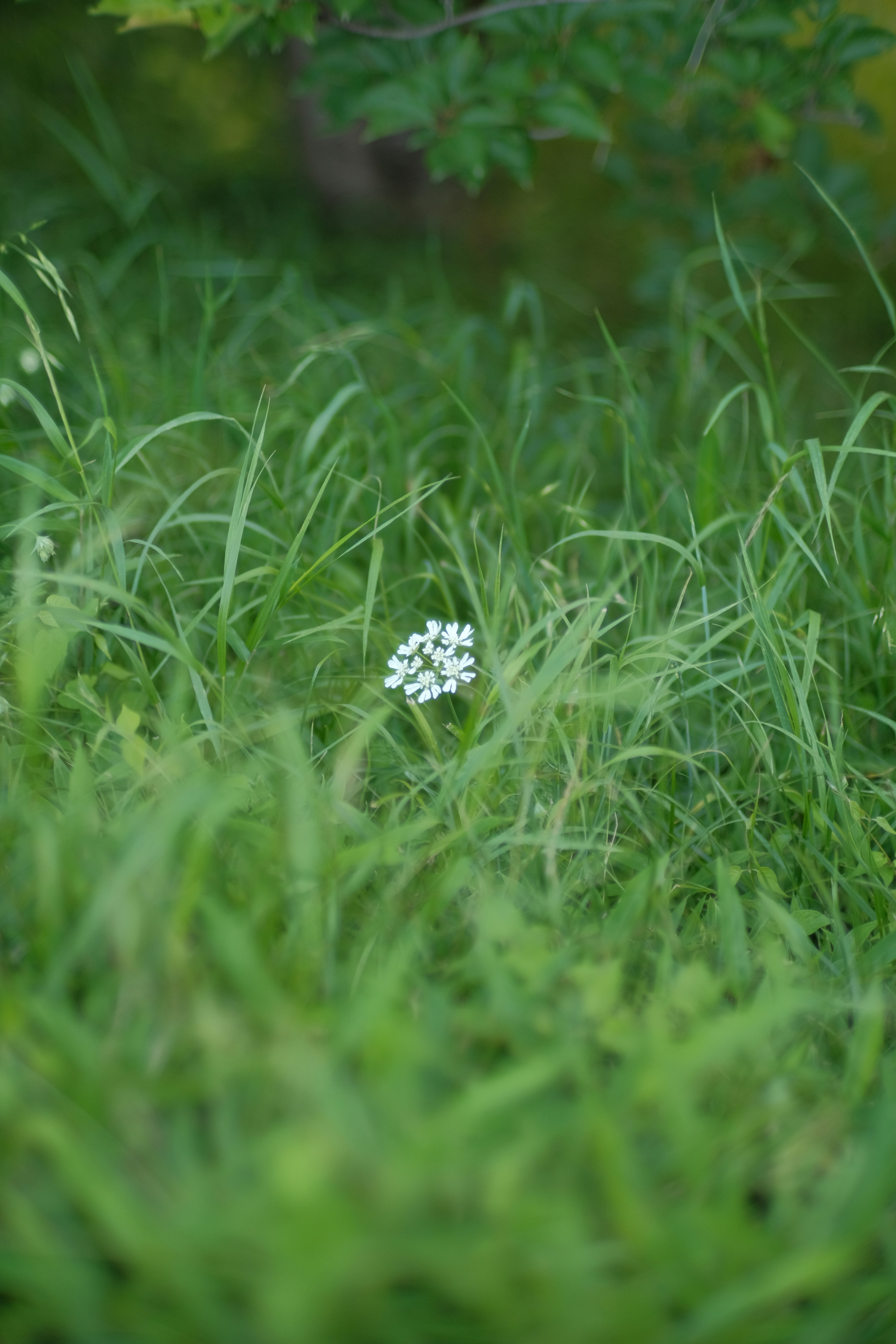 A solitary white bloom rises through a sea of green blades.