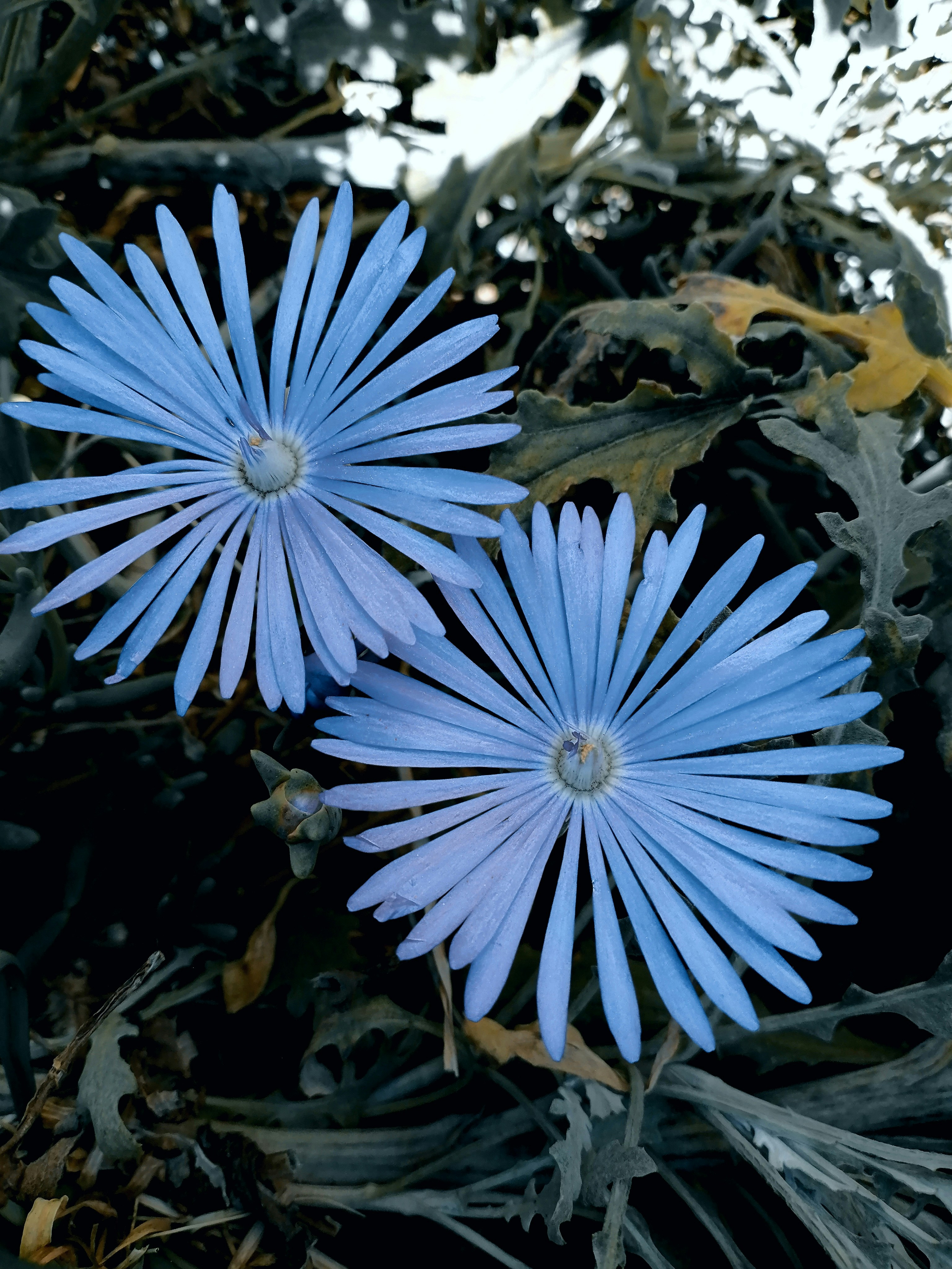 a couple of blue flowers sitting on top of a lush green field