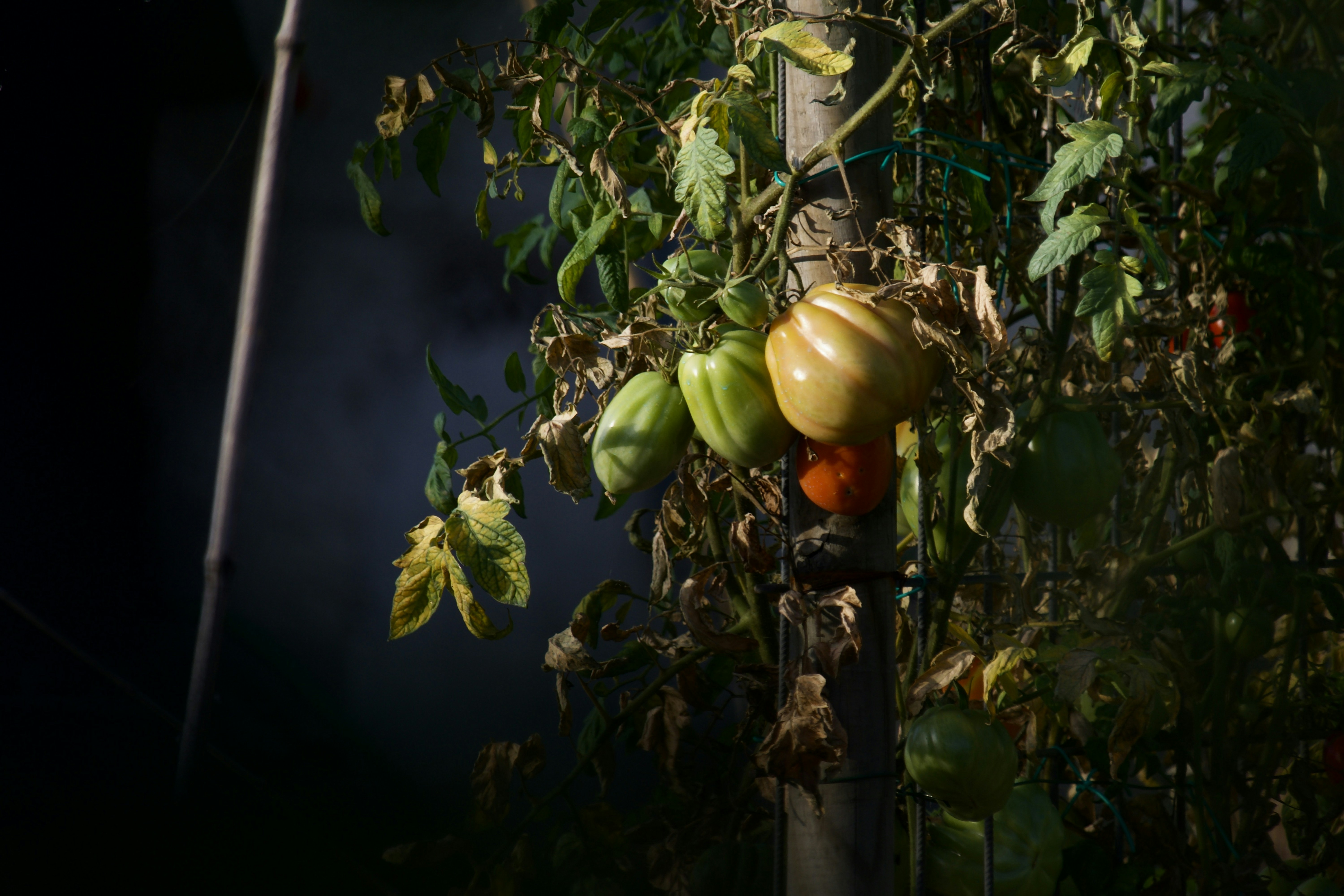 Dappled Dusk: Tomatoes Ripening Along a Weathered Trellis