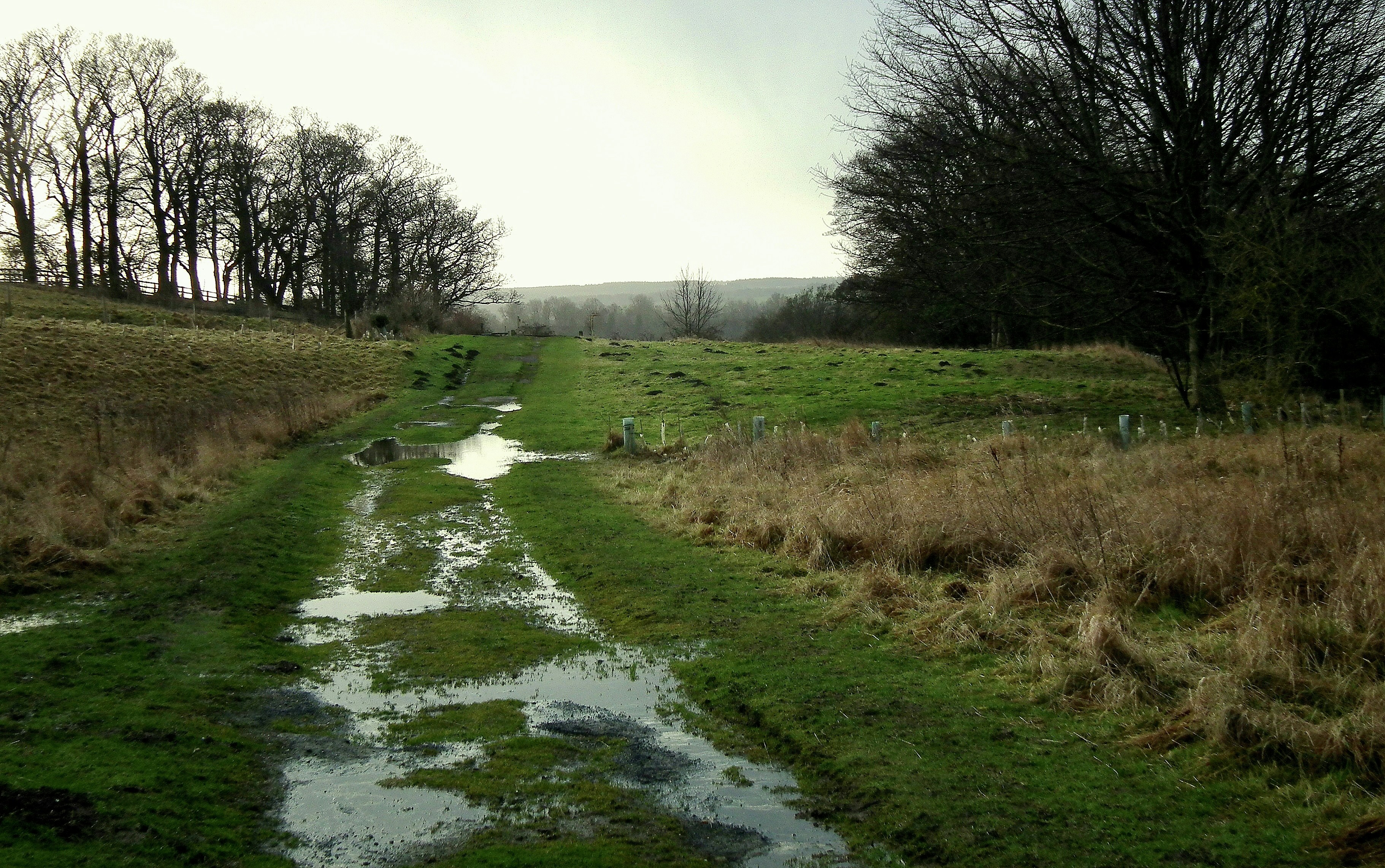 Rural landscape showing a muddy, puddle-streaked track winding through a grassy field. It leads toward a tree-lined horizon beneath an overcast sky.