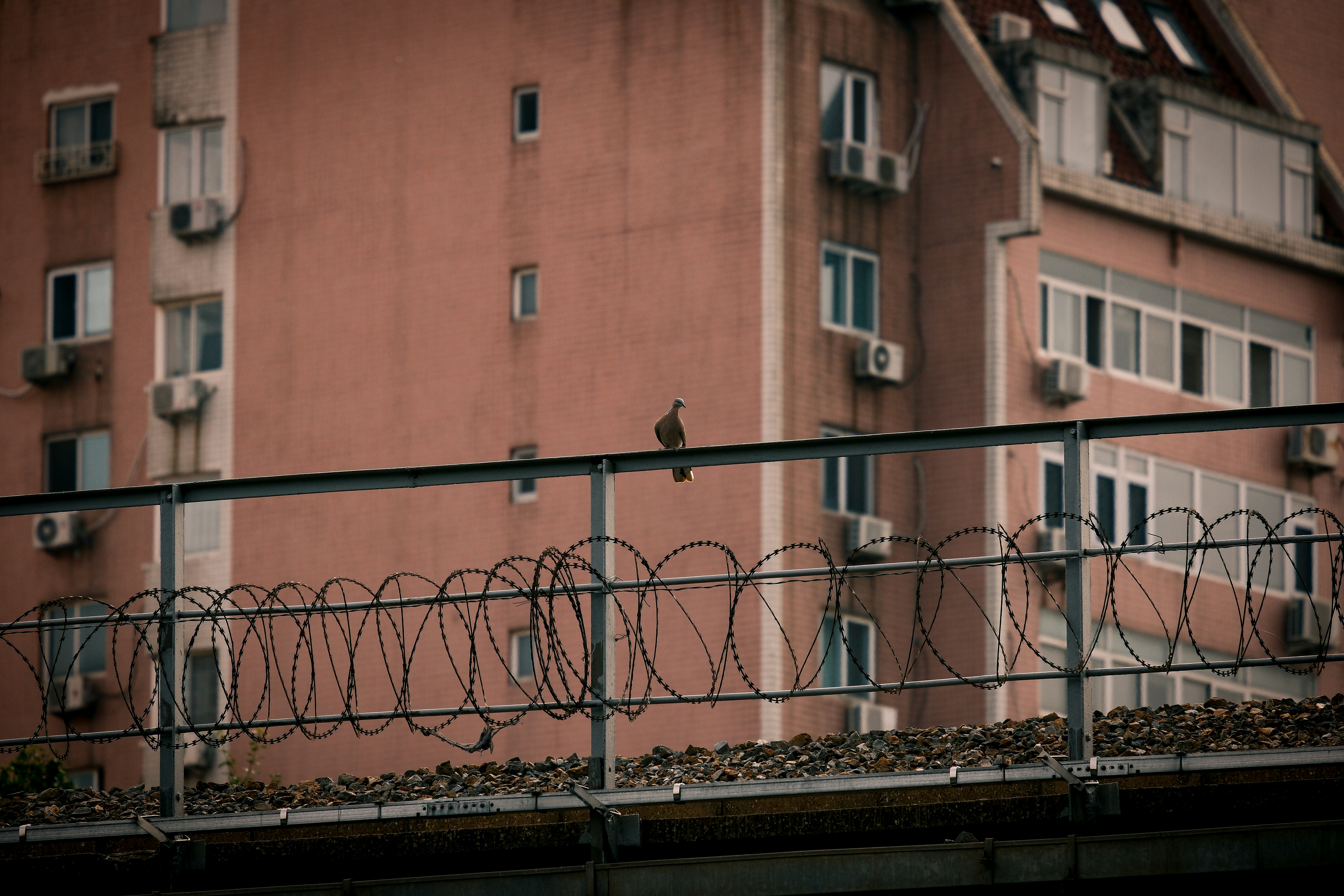 Alone on the Rail: A Sparrow Oversight