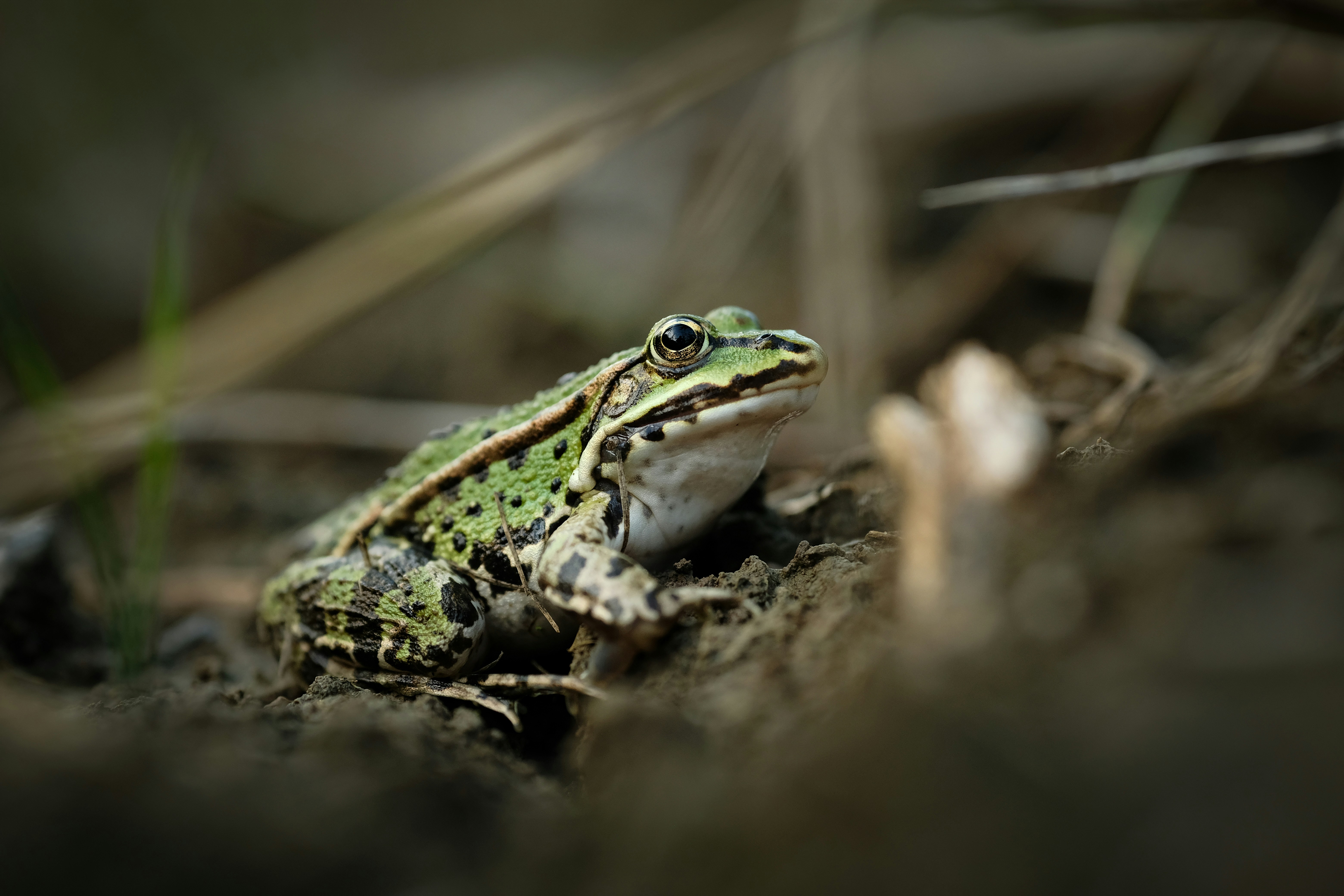A green and white frog sitting on the ground photo – Free Animal Image ...