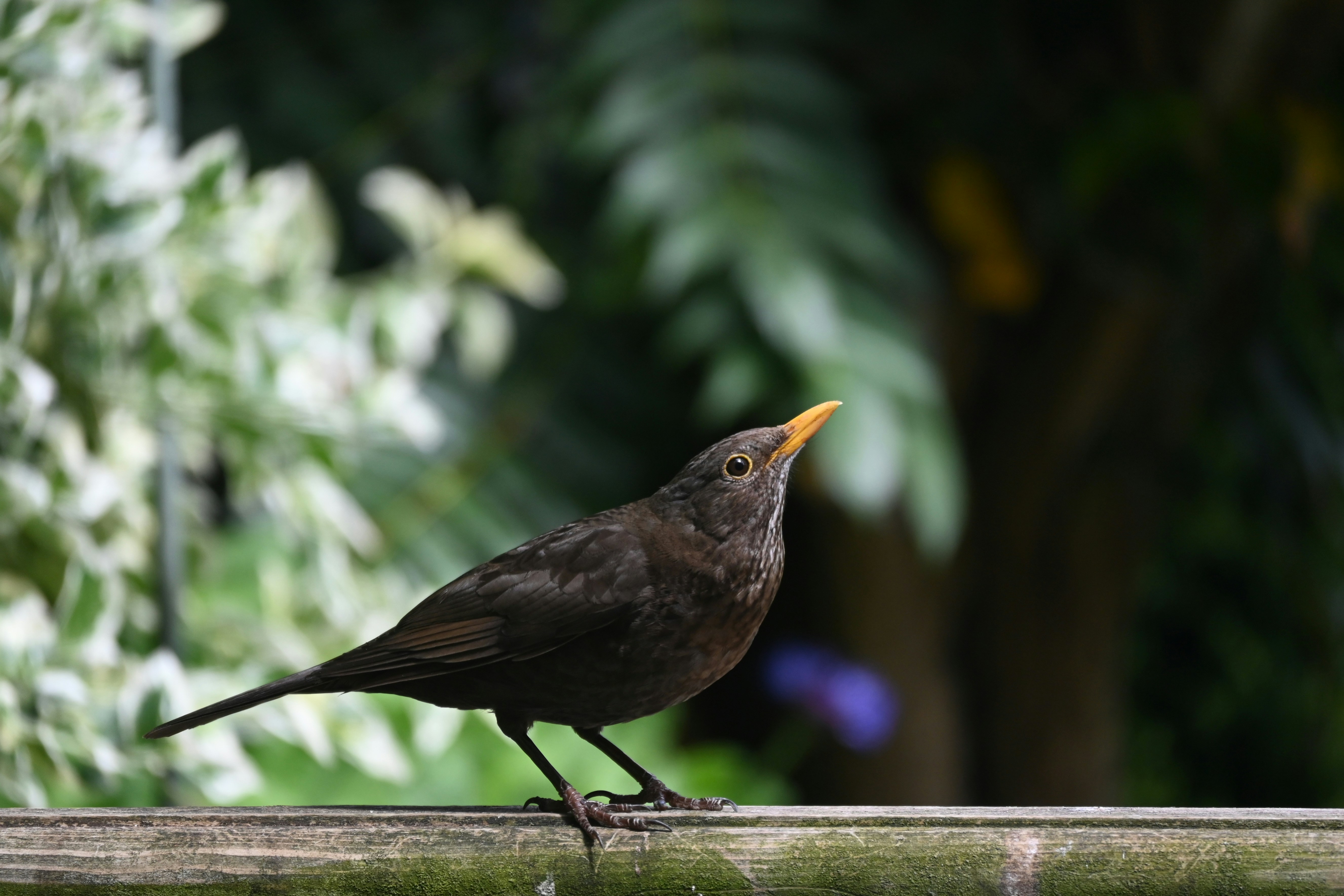 A Moment of Stillness: The Blackbird's Watchful Gaze