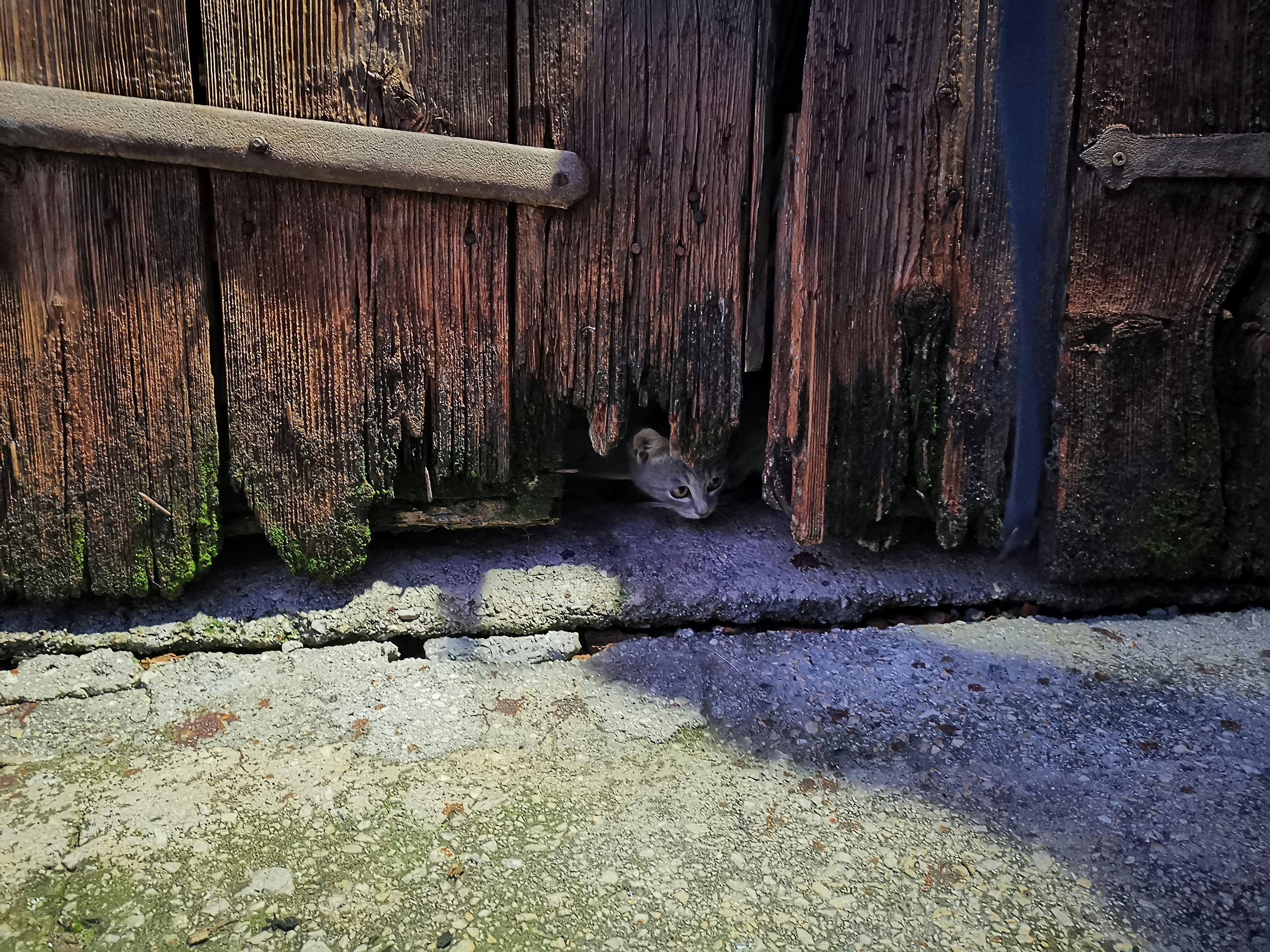 Shy Gatewatcher: a Mouse's Quiet Peek from the Weathered Wood Gap