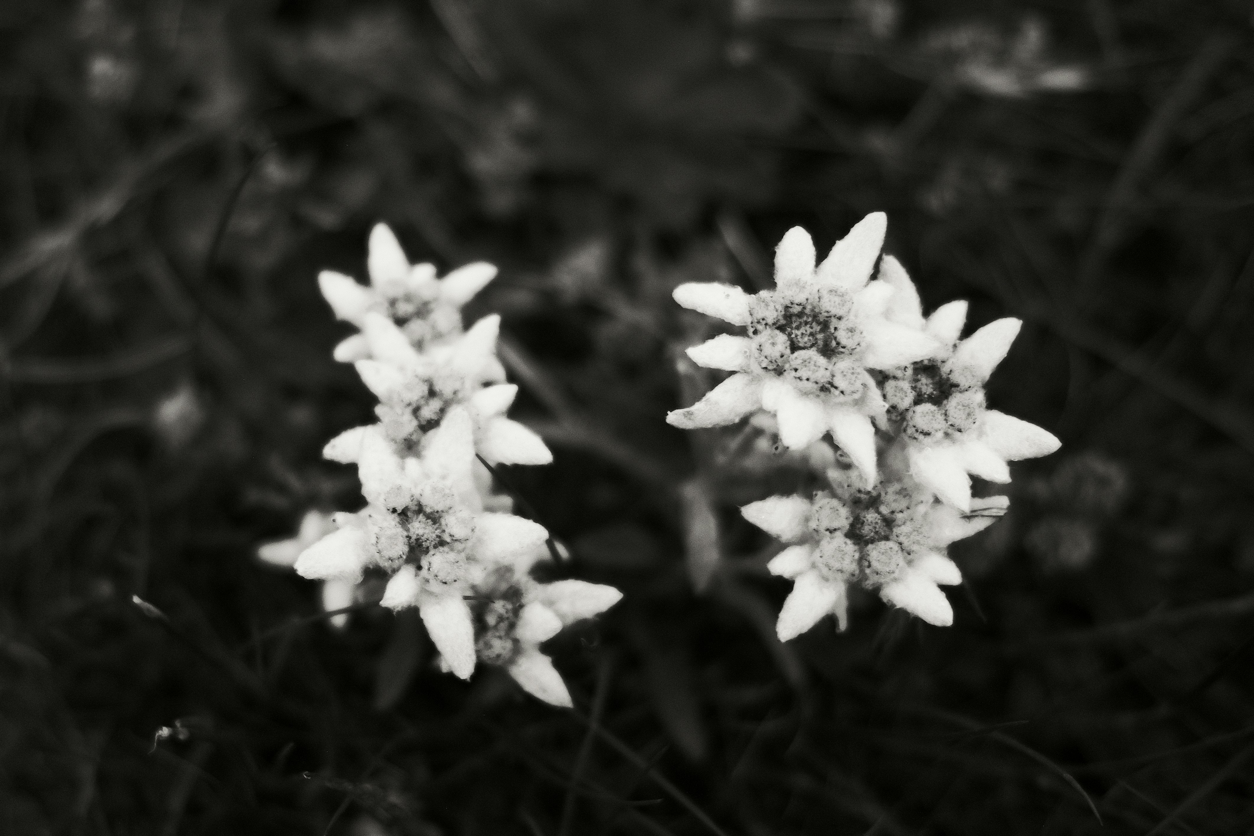 Edelweiss Pictures | Download Free Images on Unsplash