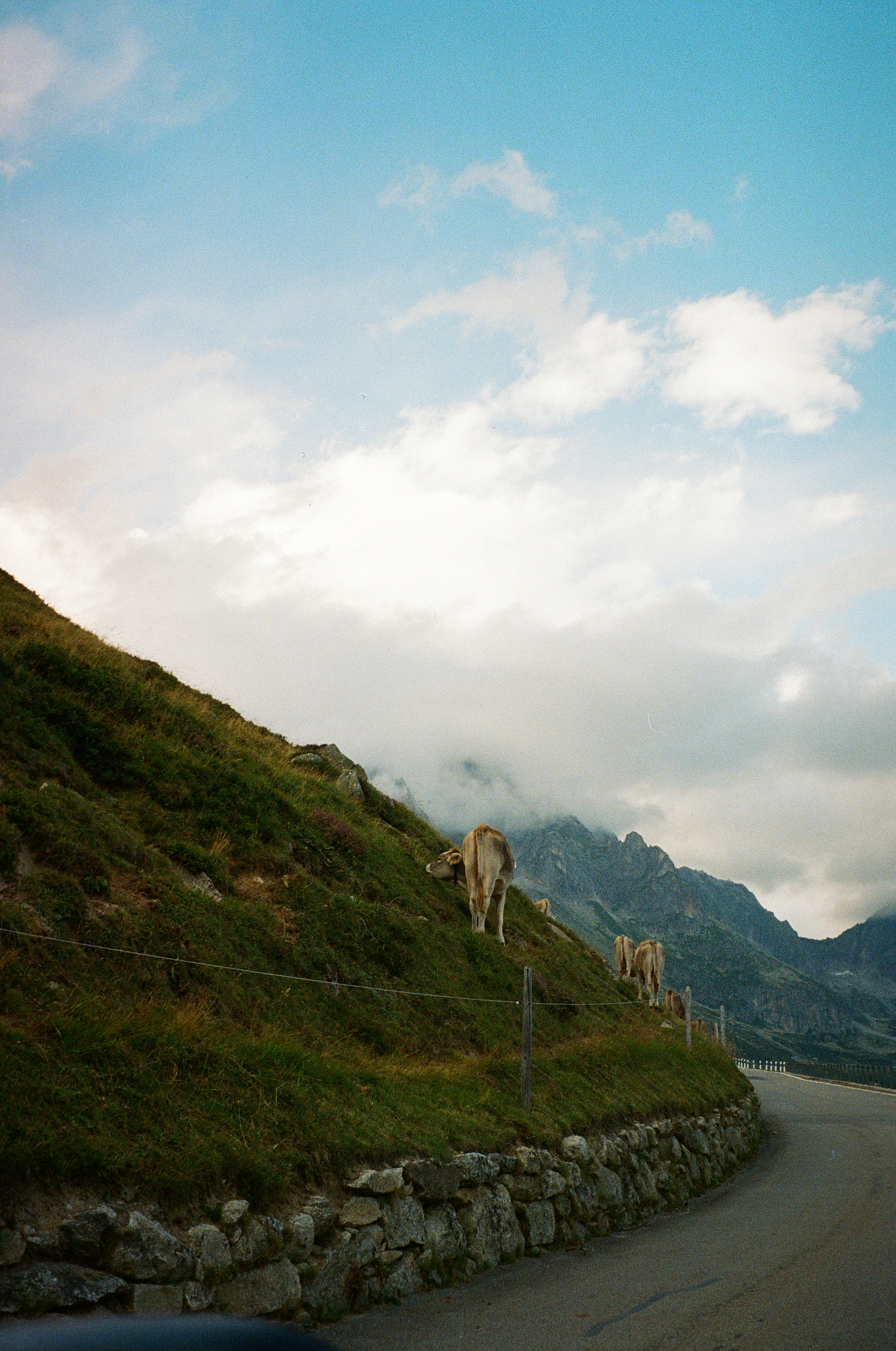 Two cows graze on a grassy hillside beside a winding road as clouds gather over rugged mountains.