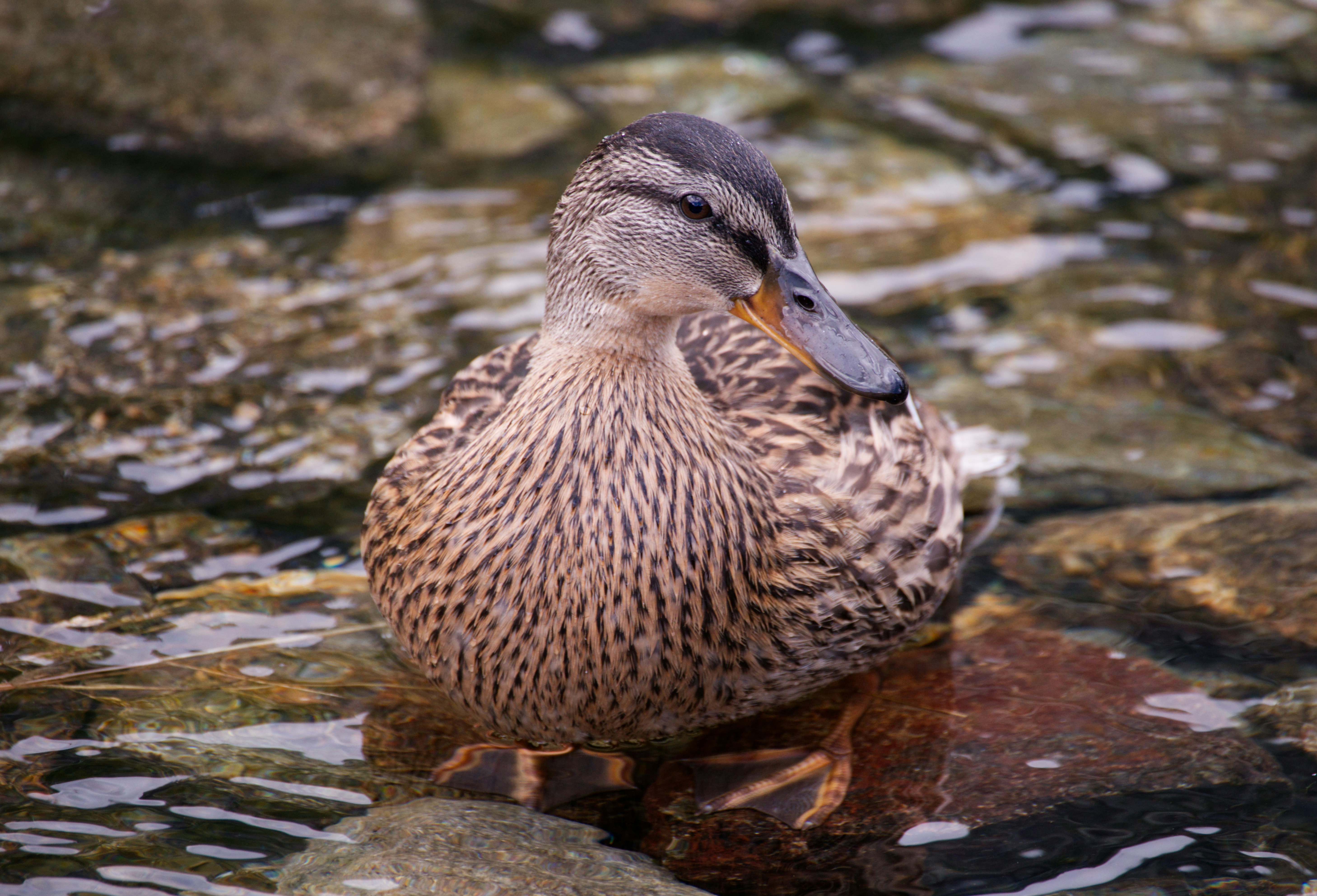 Photograph of a mallard resting in a shallow, rocky stream with gentle reflections.