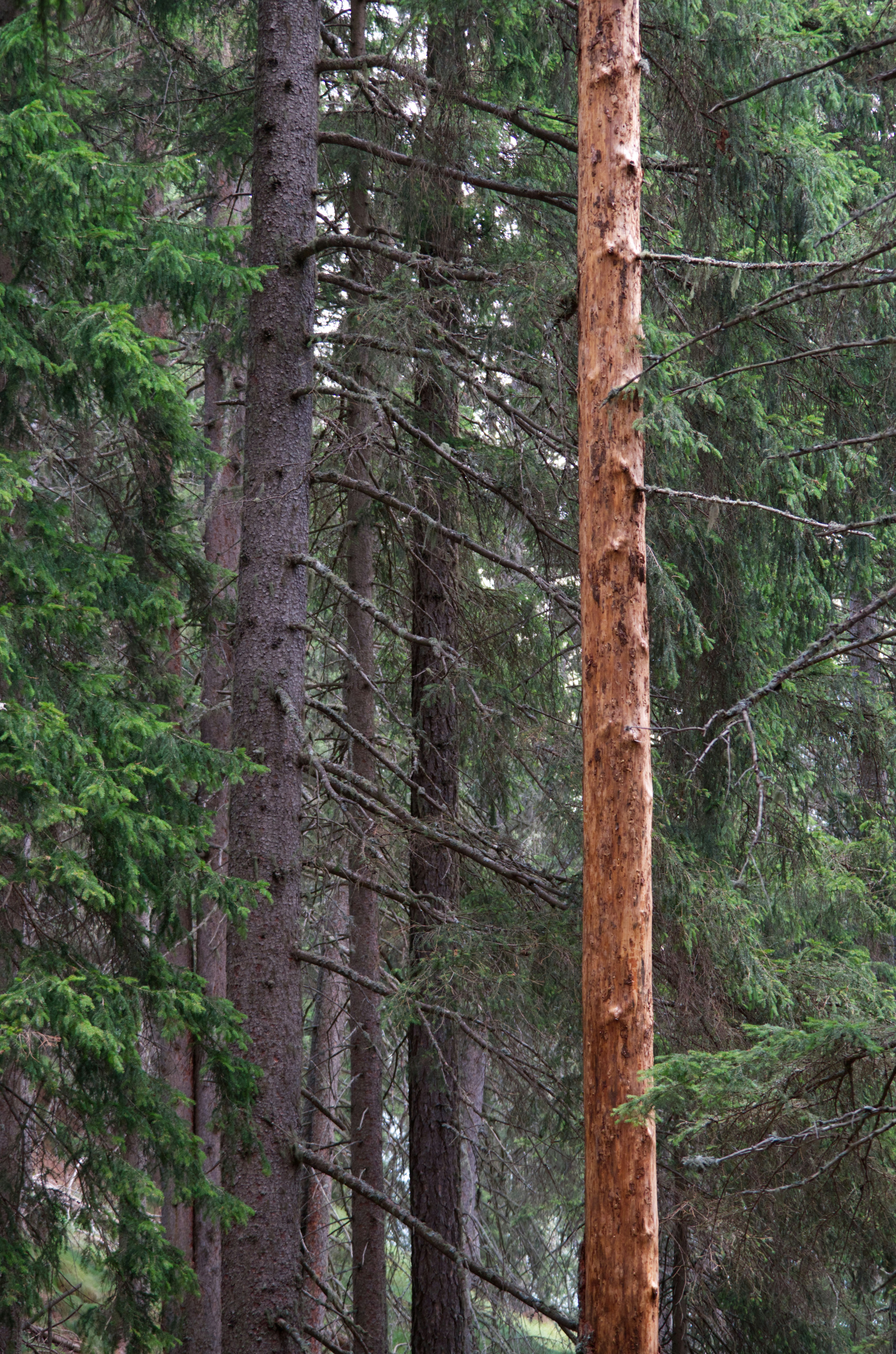 Red-Barked Sentinel among moss-green Pines