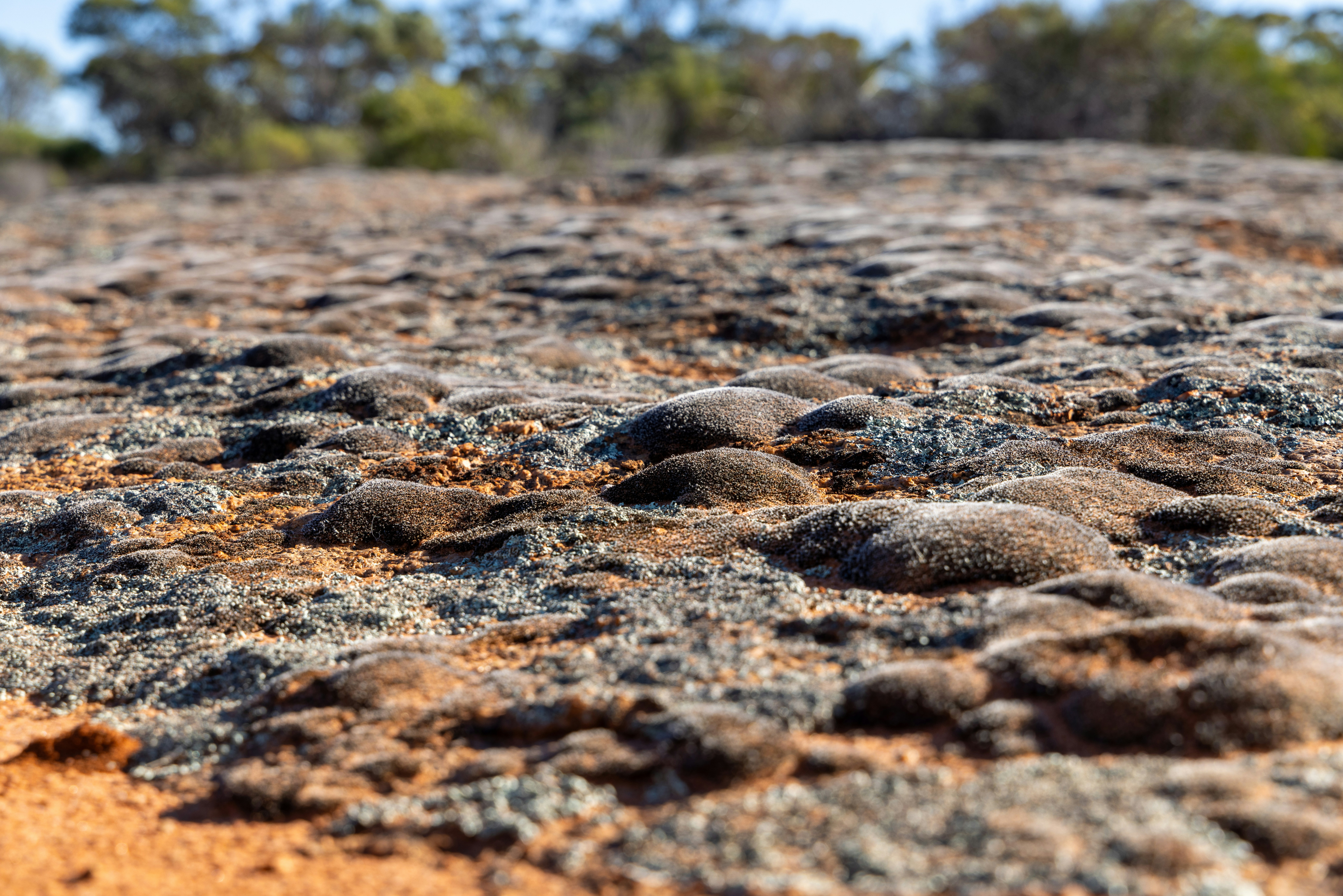 Close-Up of Basalt Pebble Field in Desert Light