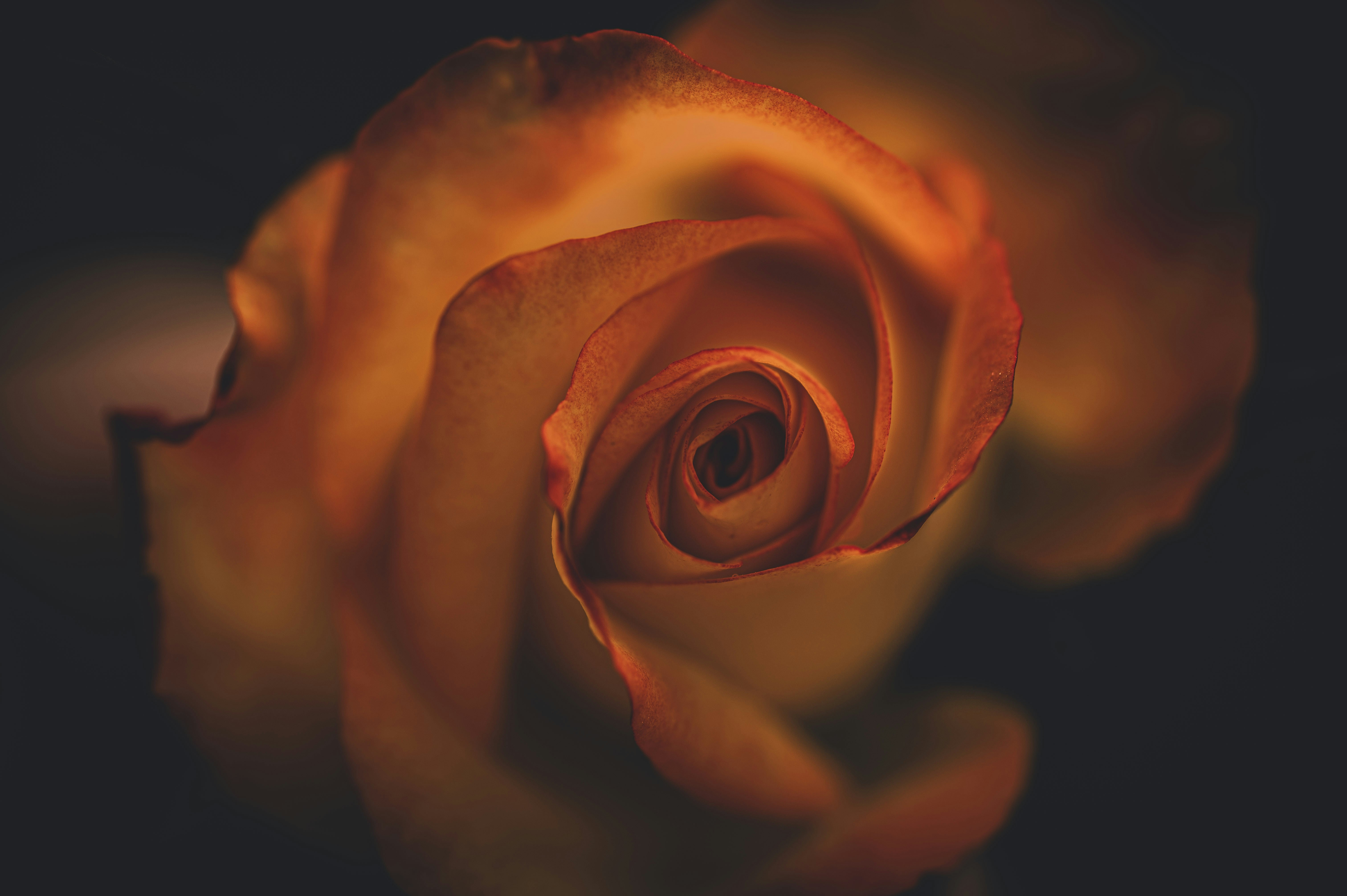 Photo by ANSHUMAN MISHRA with Nikon Z6 II