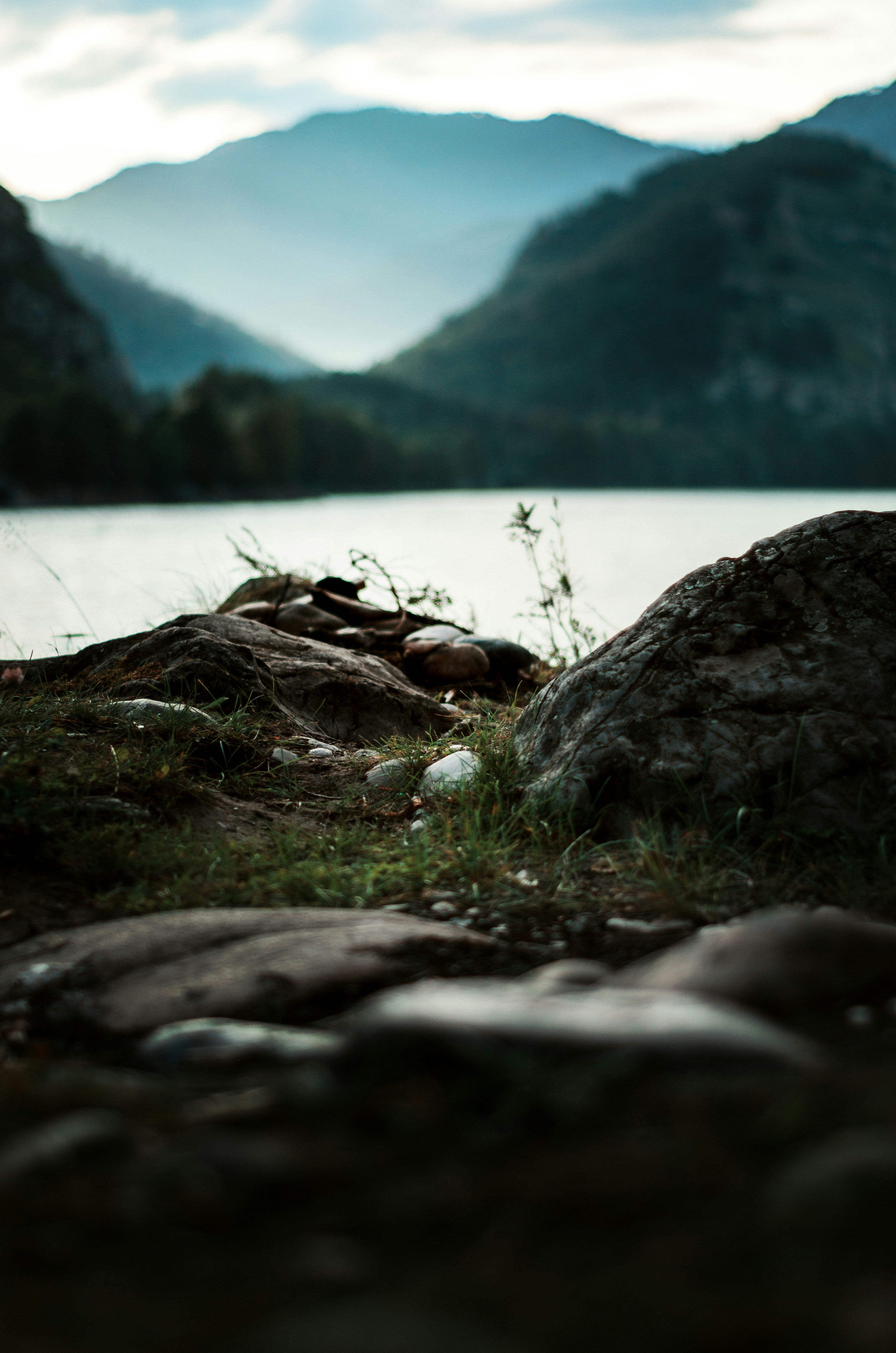 Rugged Shoreline Portrait: Driftwood, Moss, and a Distant Veil of Mountains