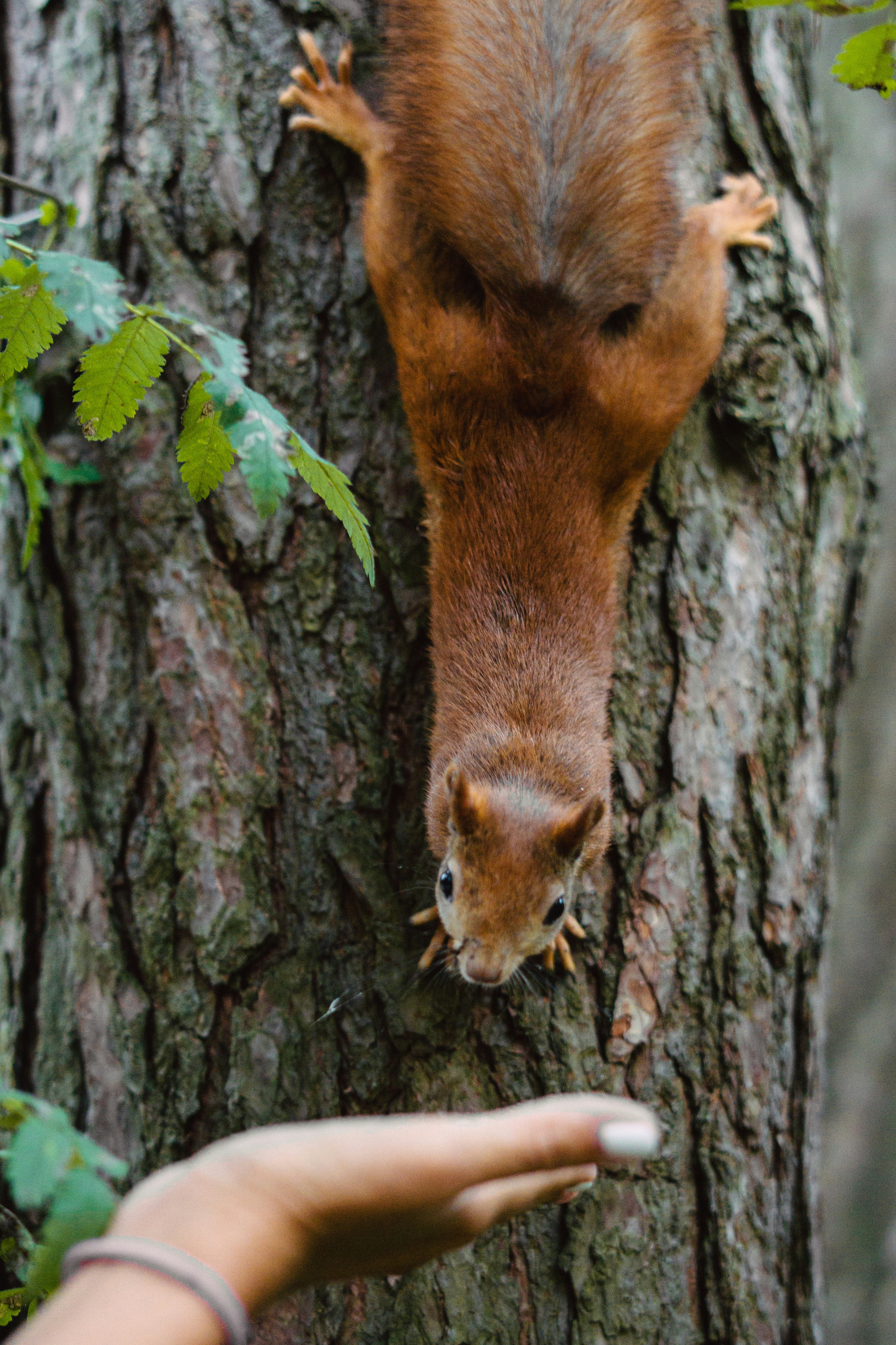 Charming Squirrel Reaching for a Gentle Hand on Bark-Textured Tree