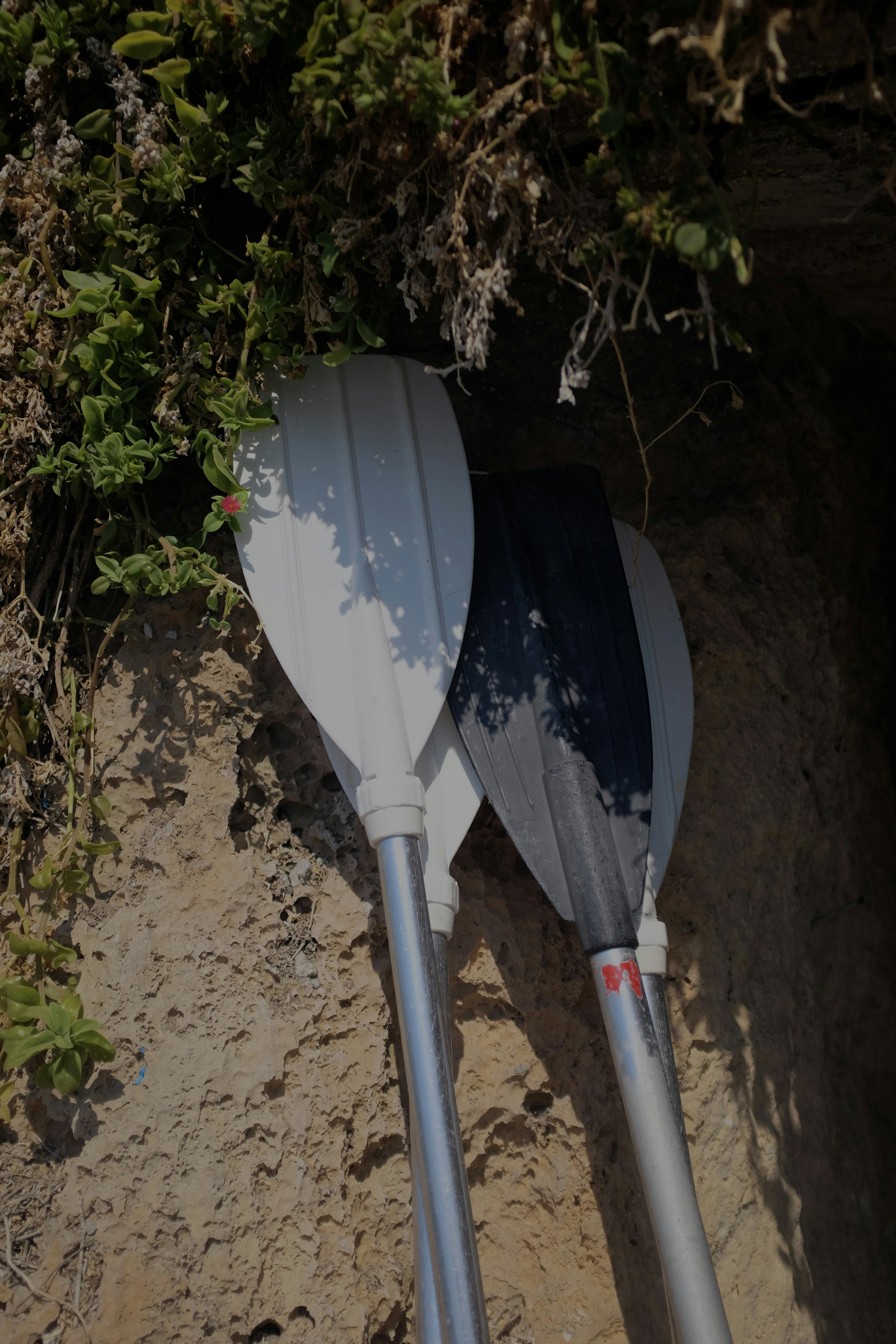 Dual Oar Blades Rest Against Sun-Warmed Clay, Framed by Ivy