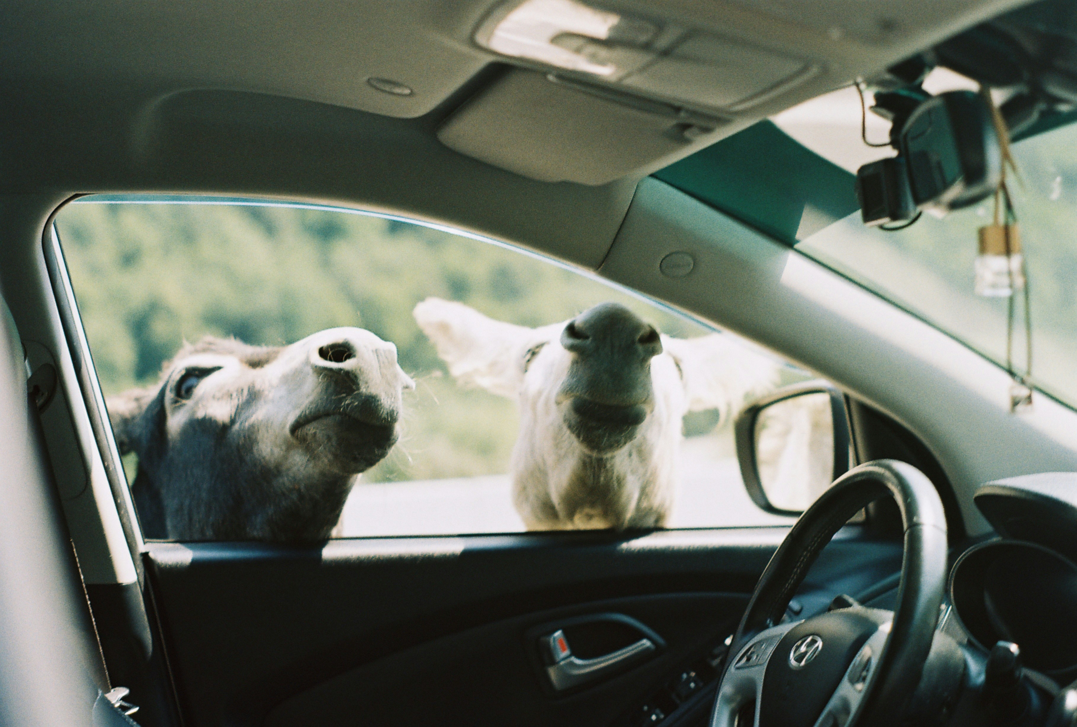 Curious Car Guests: Two Horses Peek Into the Driver’s Seat