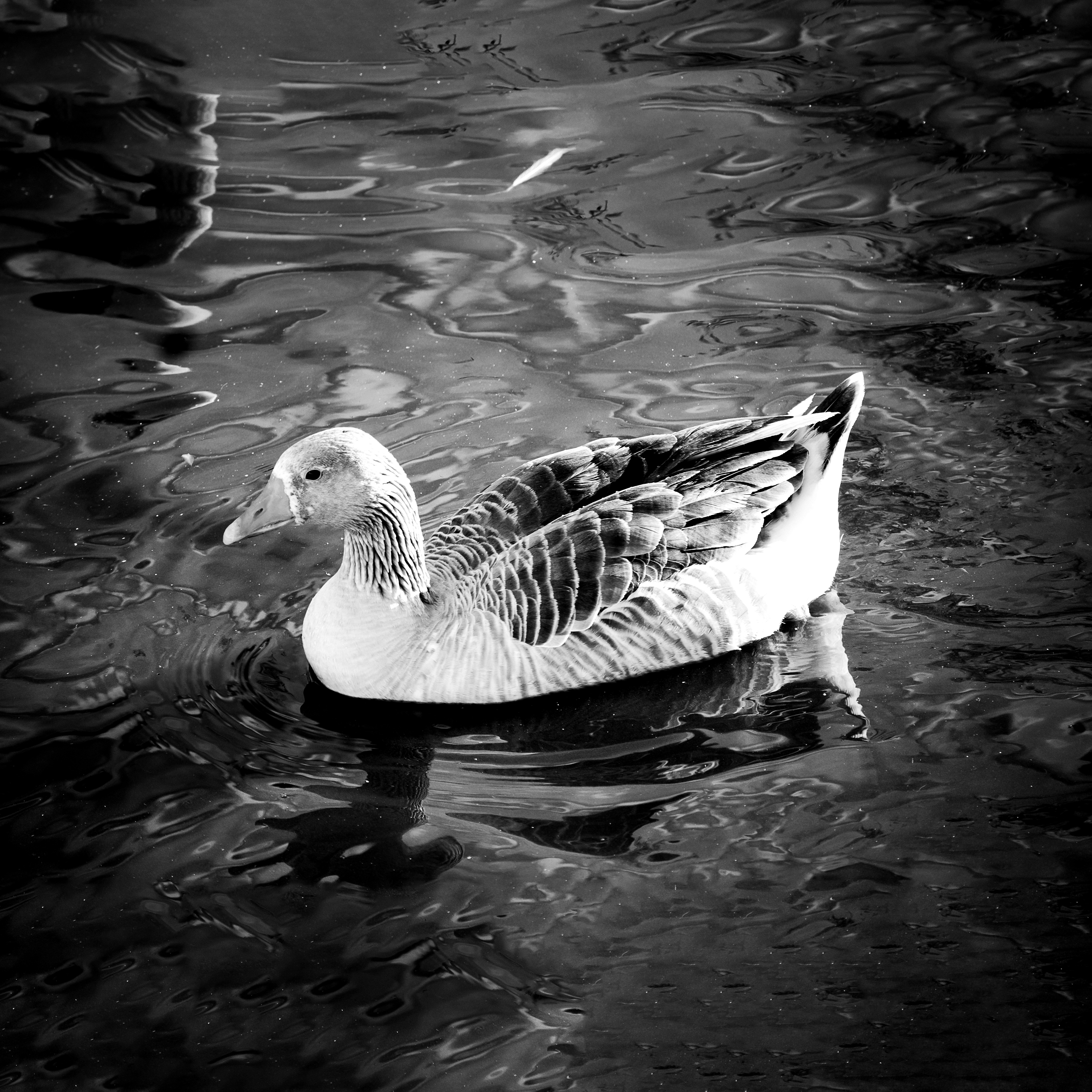 Greyscale Drift: a duck glides over ripples in quiet light