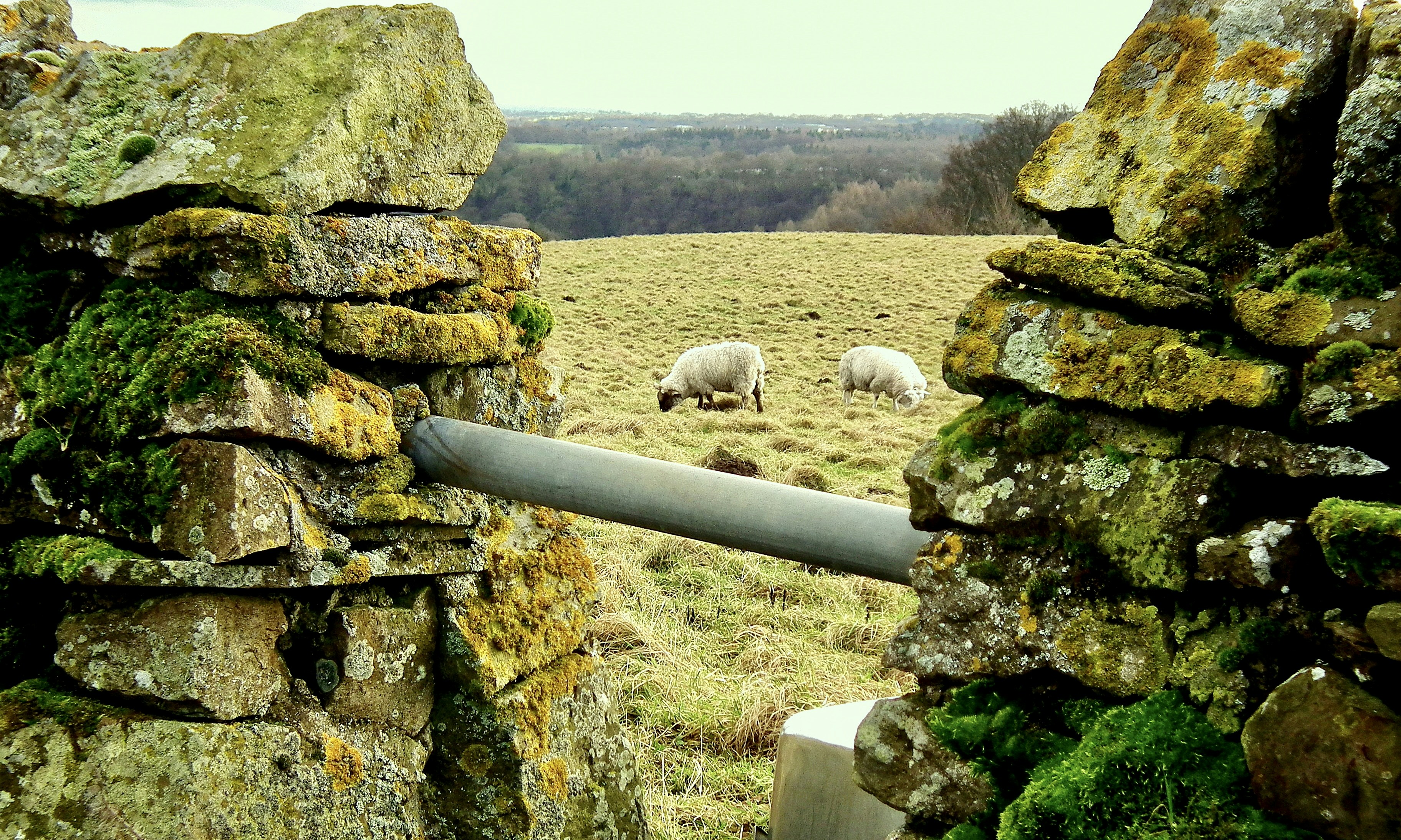 Moss-Covered Gateways and a Pair of Sheep in a Quiet Meadow