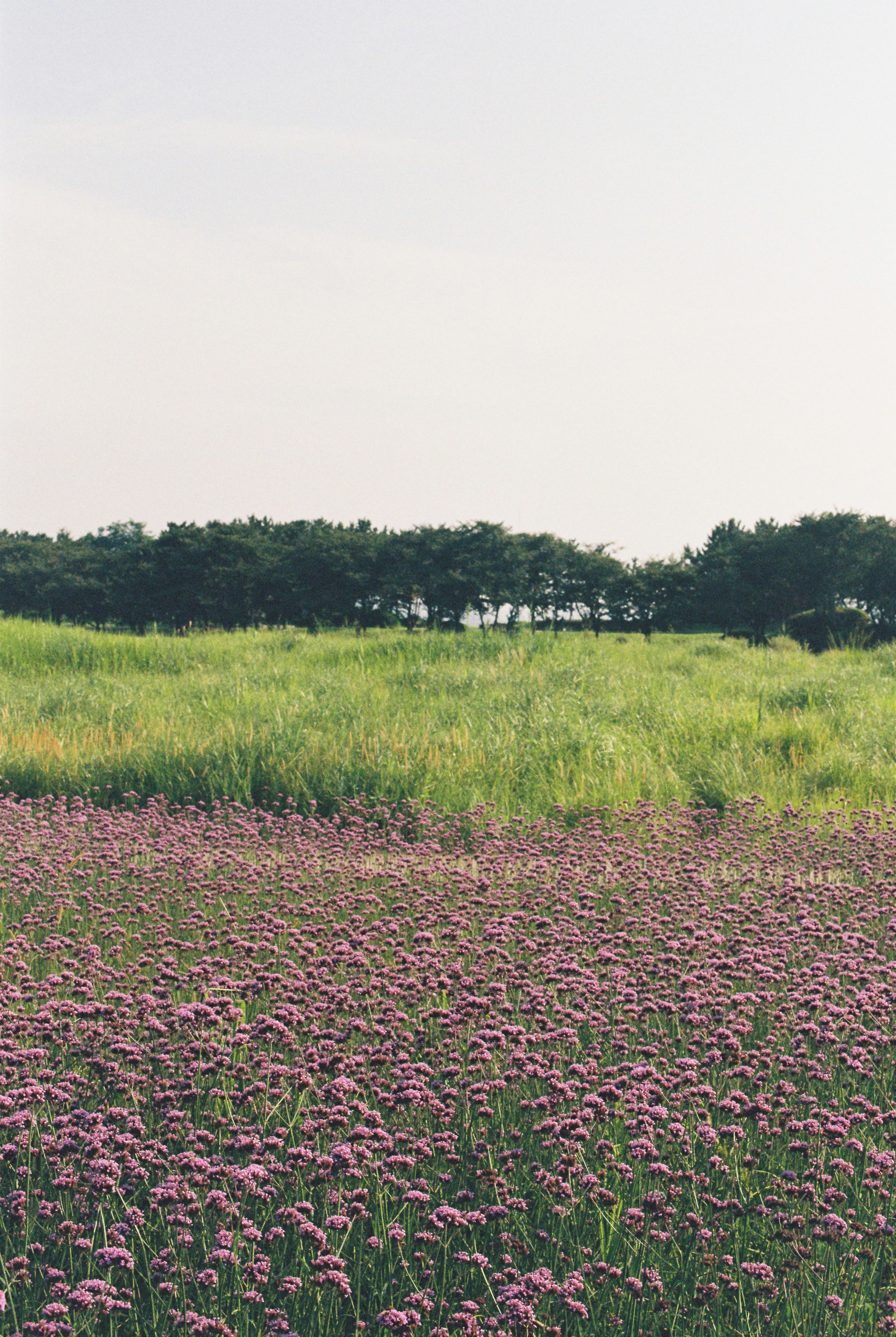 Purple Frontier: Meadow Blooms at the Edge of a Pine Horizon