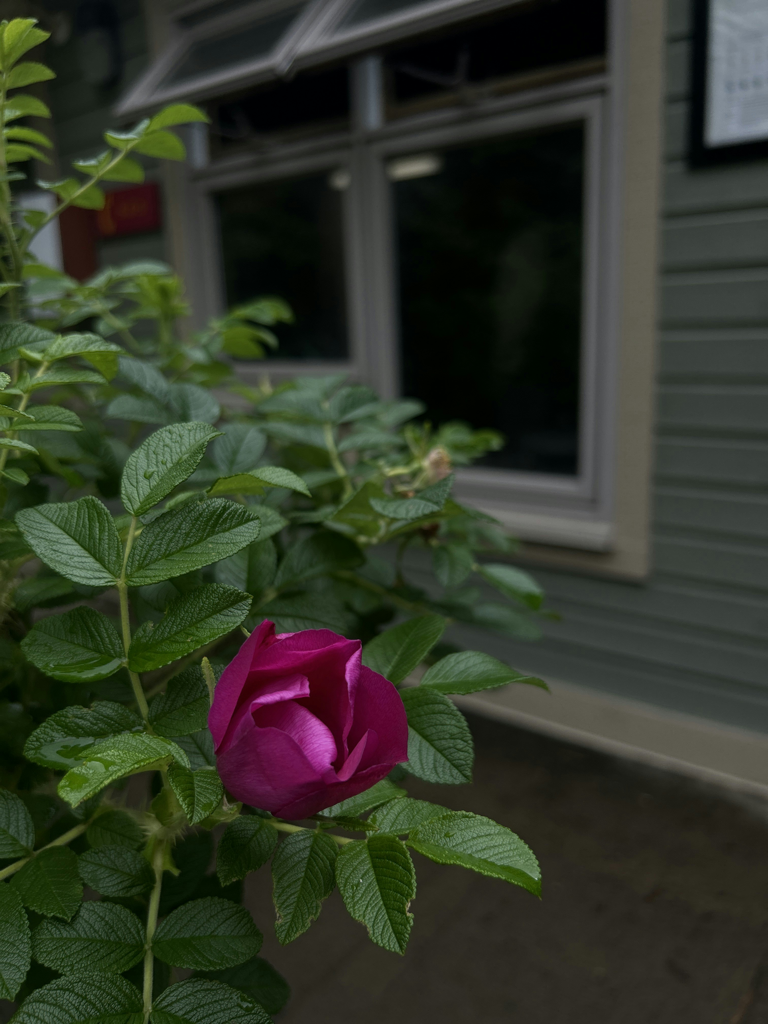 Crimson Rosebud Quietly Framed by Garden Leaves