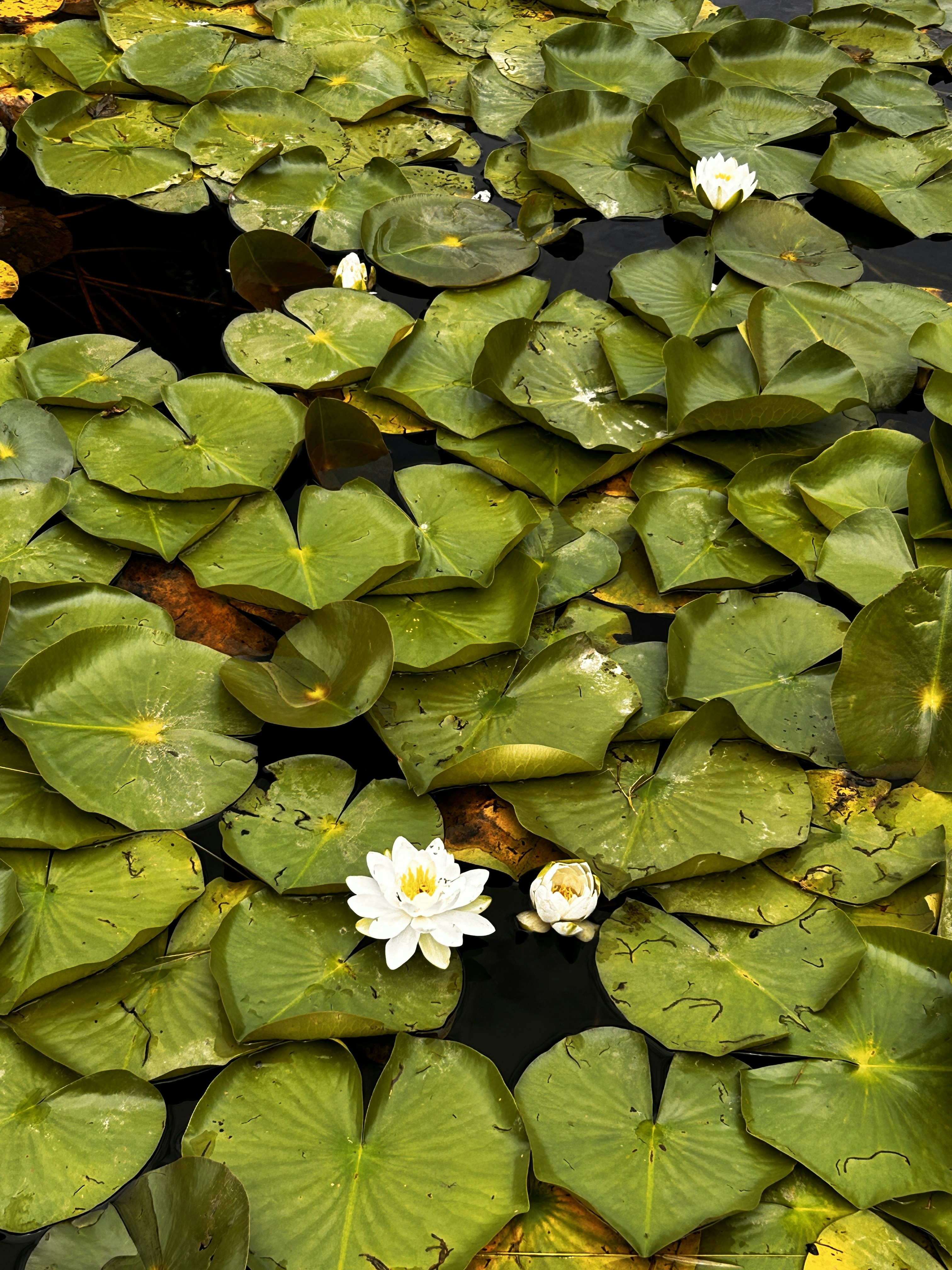 Photo by Jing Bai with Apple iPhone 14