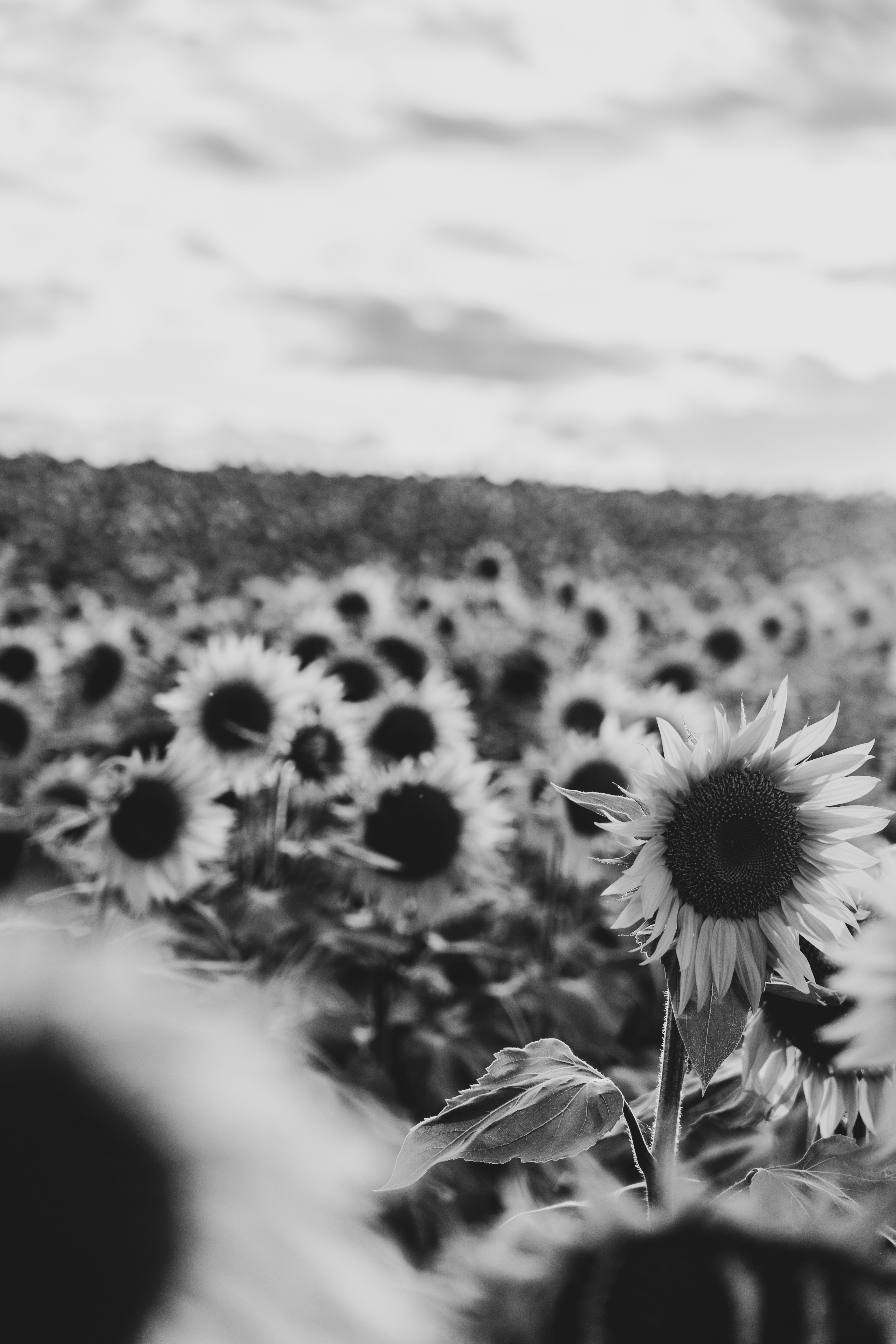 Sunflower Vanguard: A Lone Bloom Leads the Field