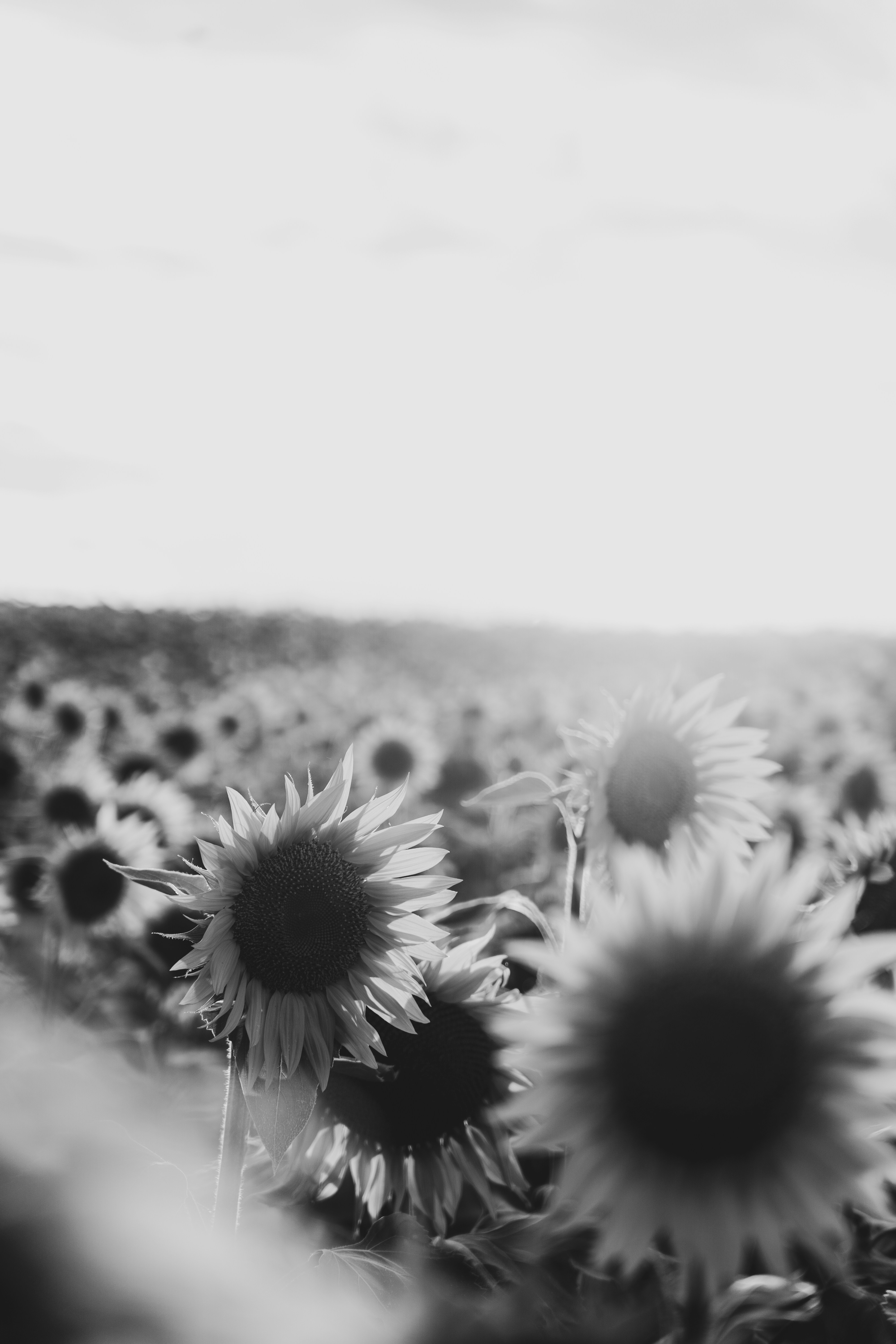 Monochrome Bloom: Foreground Sunflower Against a Quiet Horizon