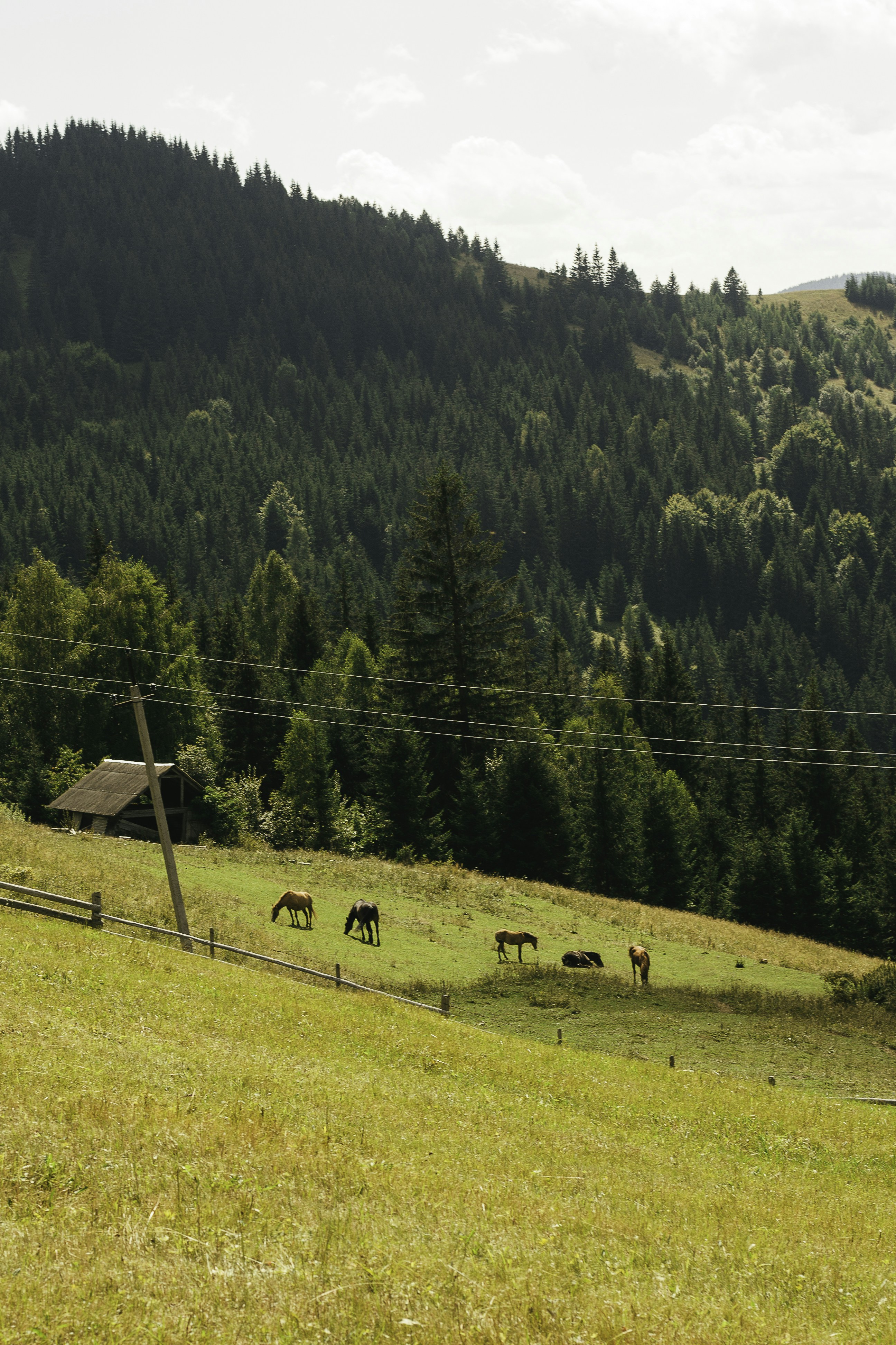 Animals In Forest Pictures | Download Free Images on Unsplash