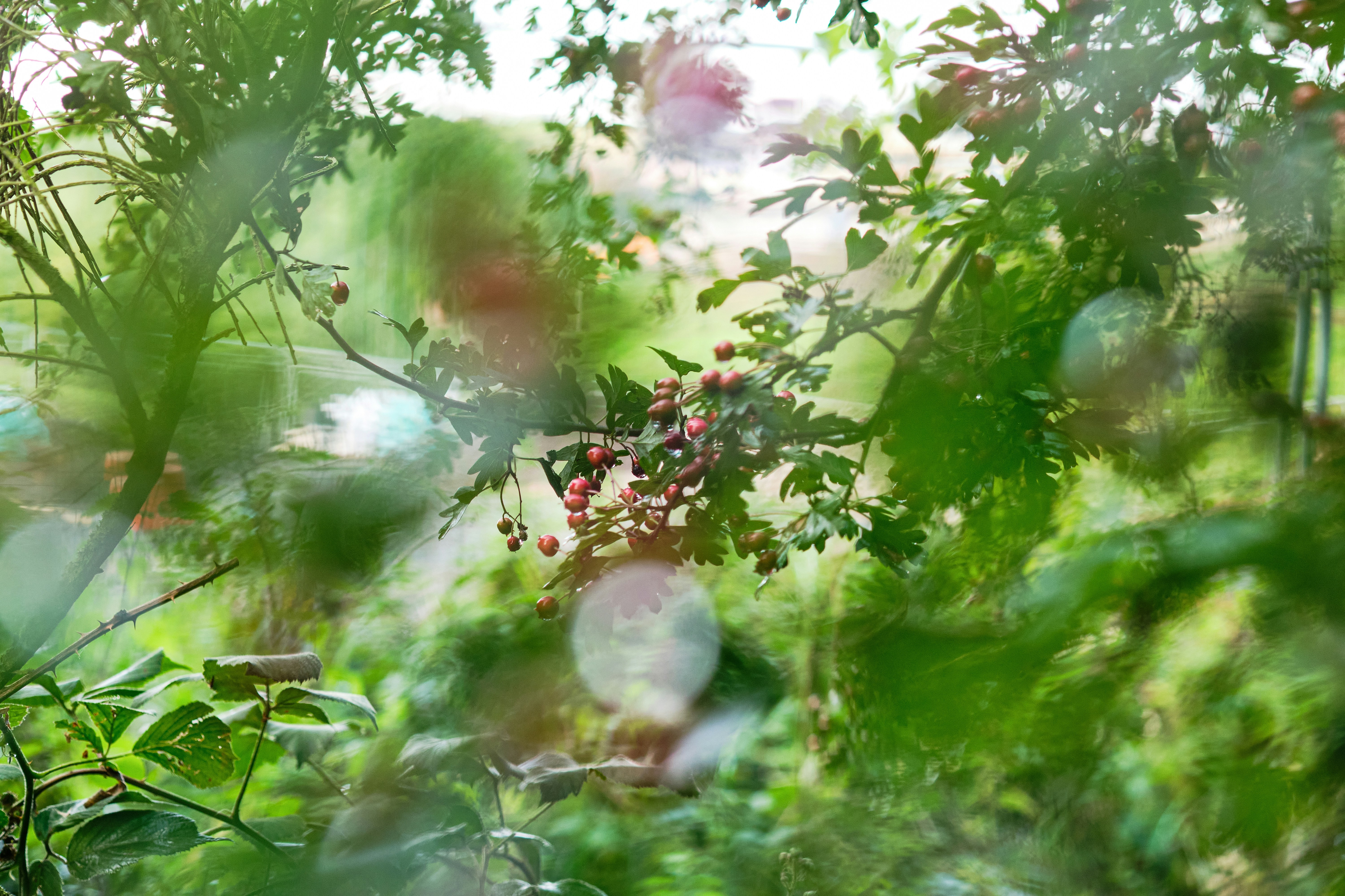 Crimson Berries Through a Veil of Green