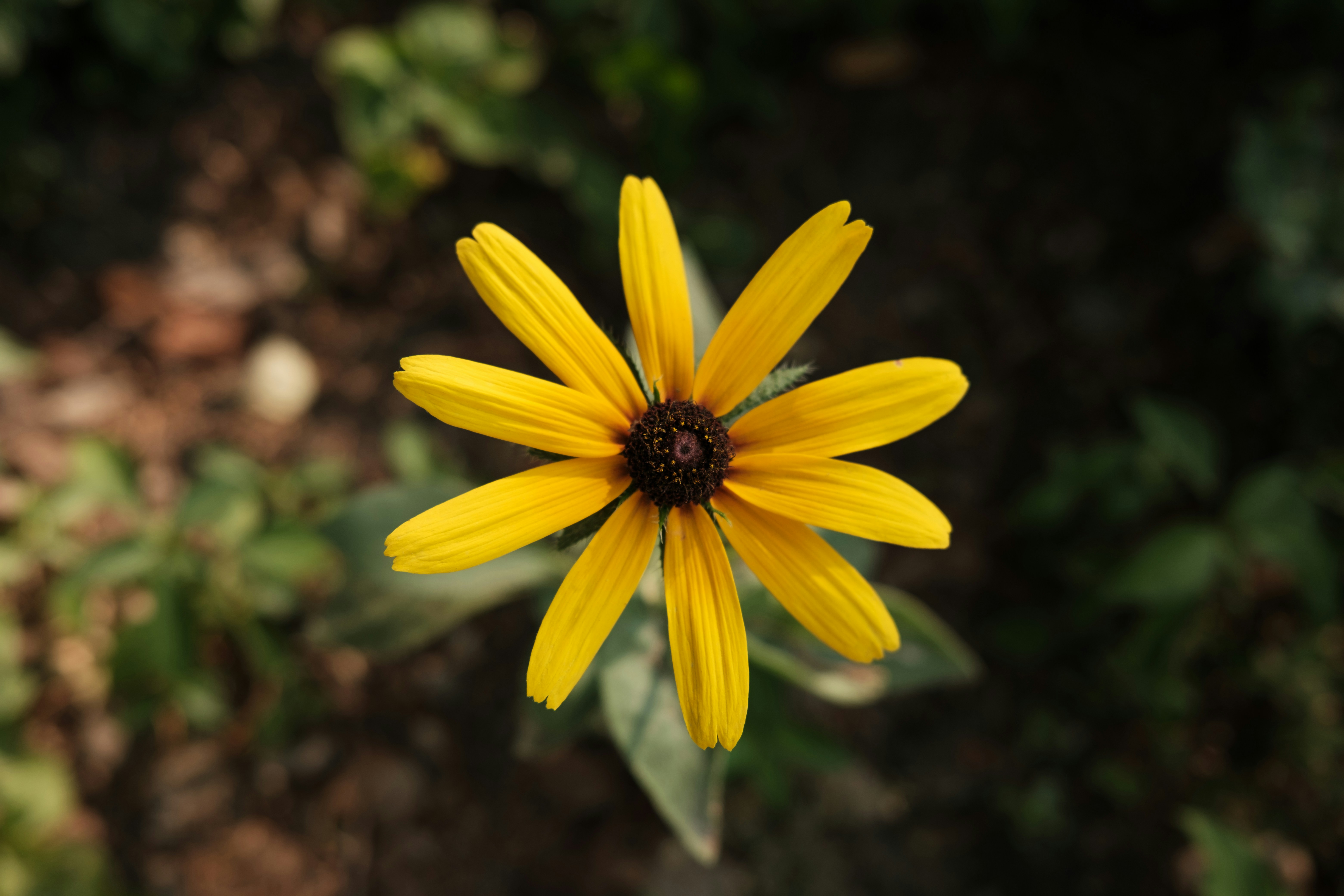 Bright yellow flower with elongated petals and a dark center, surrounded by green foliage.