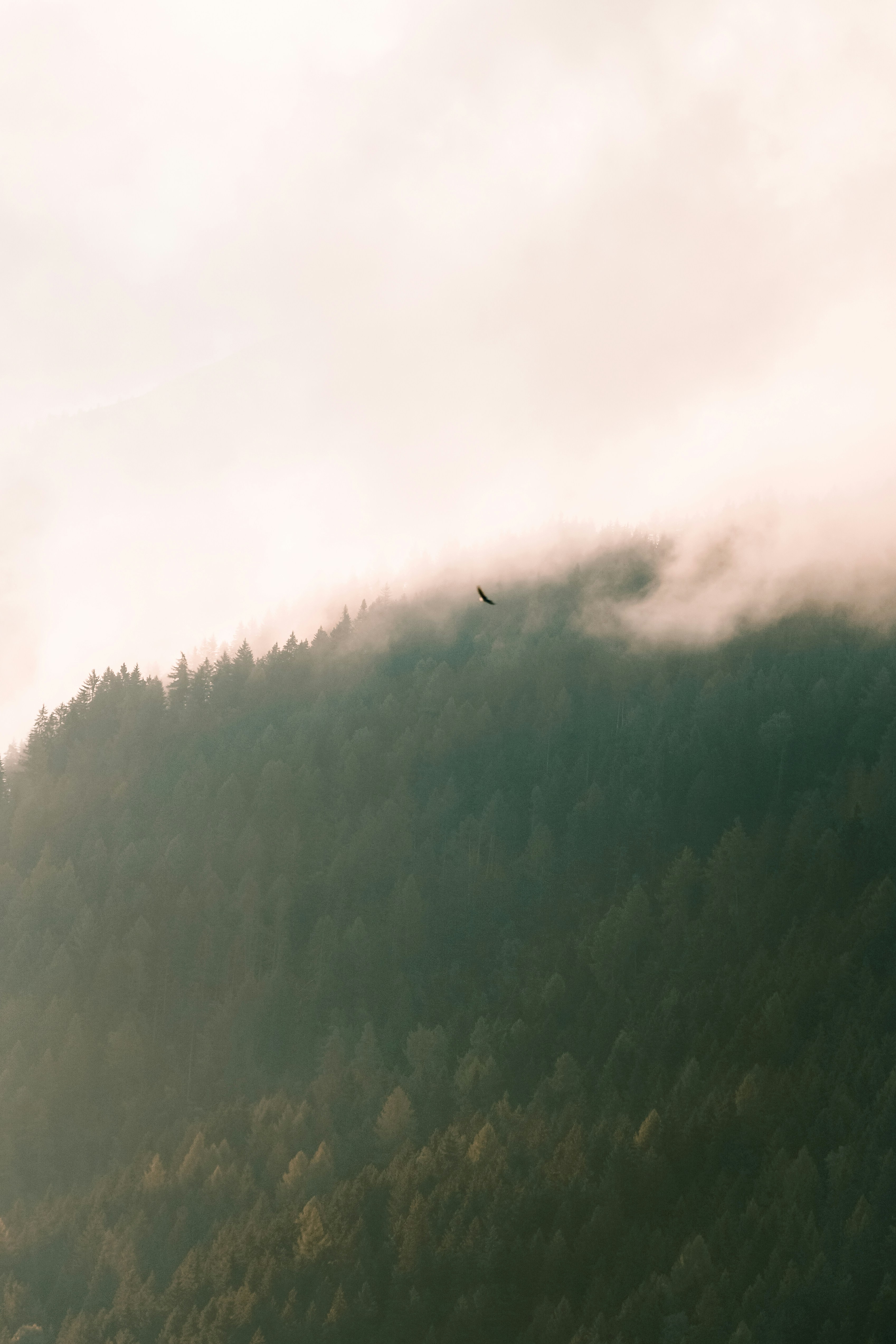 A bird flying over a forest on a foggy day photo – Free Österreich ...