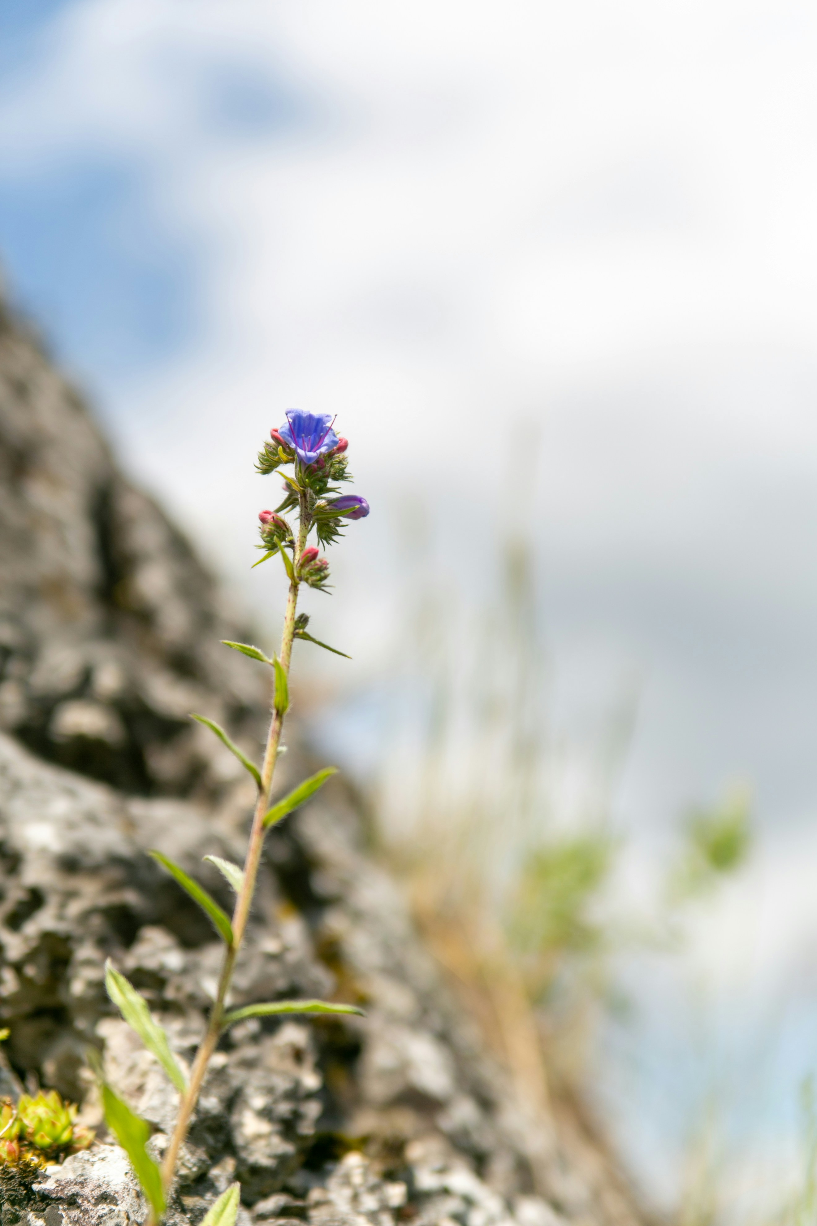 Blue Flax on a Granite Ridge