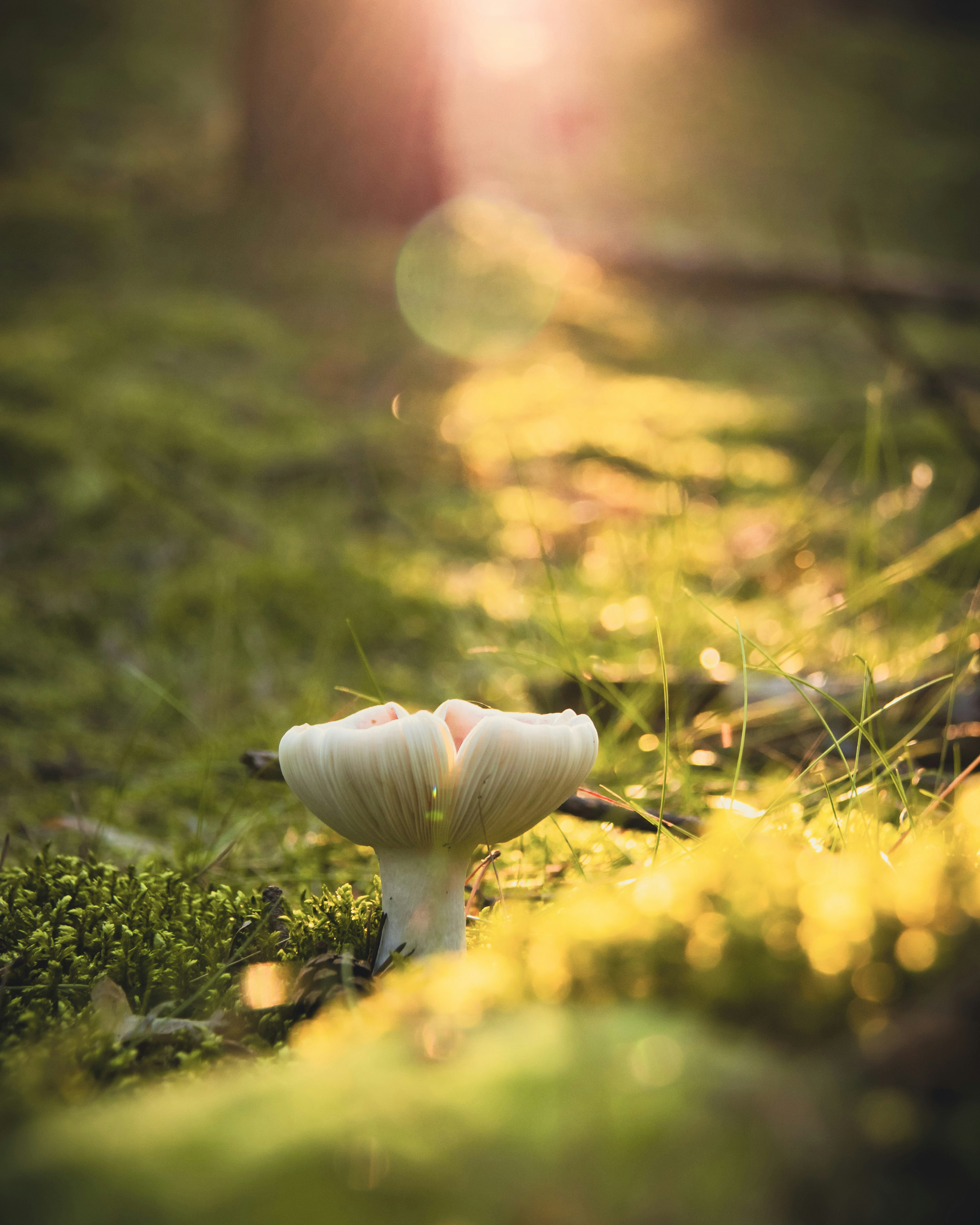 Sunlit Solitary Mushroom in a Velvet Forest Glow