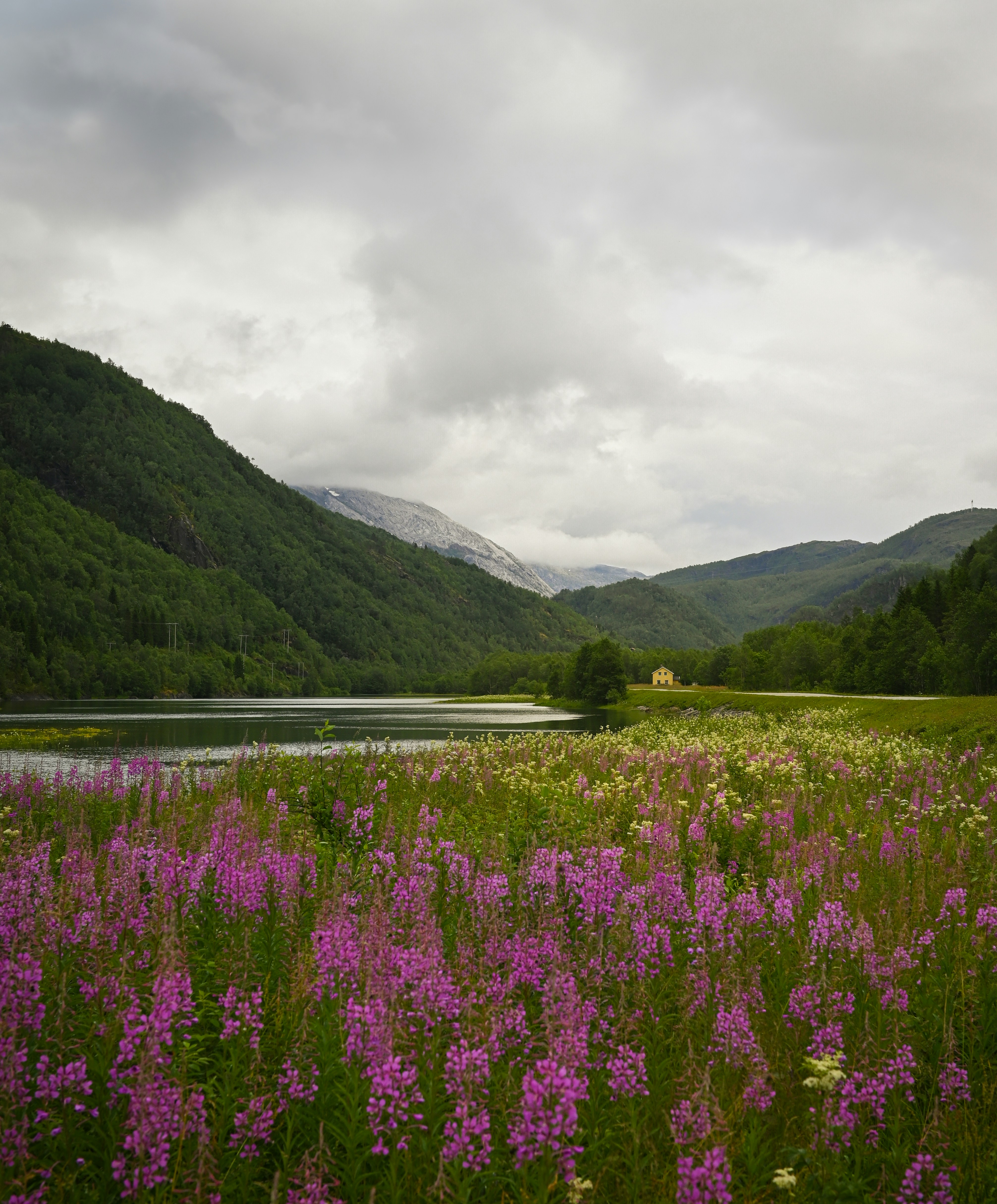 Lavender Meadows by a Tranquil Alpine Lake