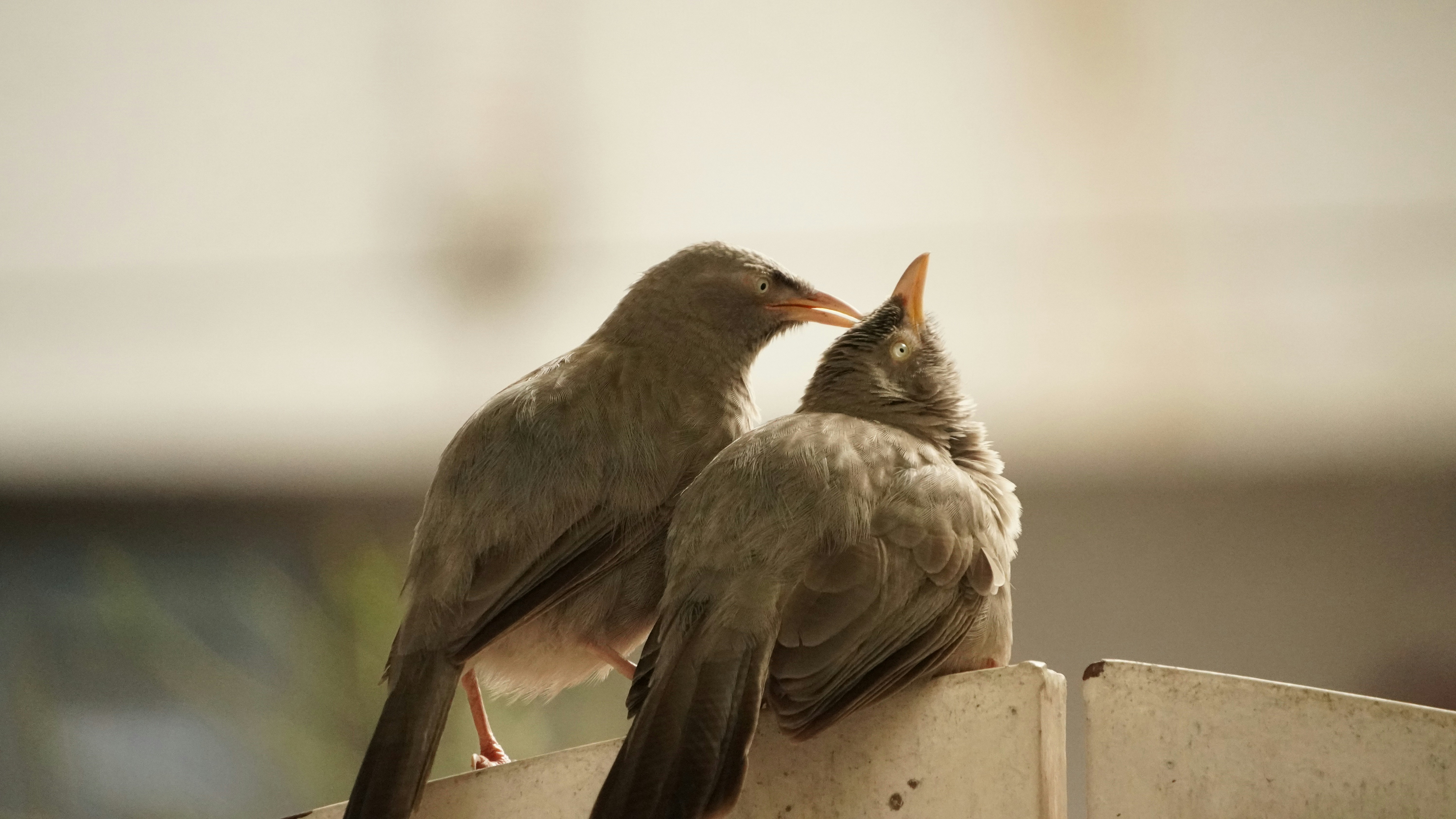 Photo by Pavitra Baxi with Sony Alpha 6400