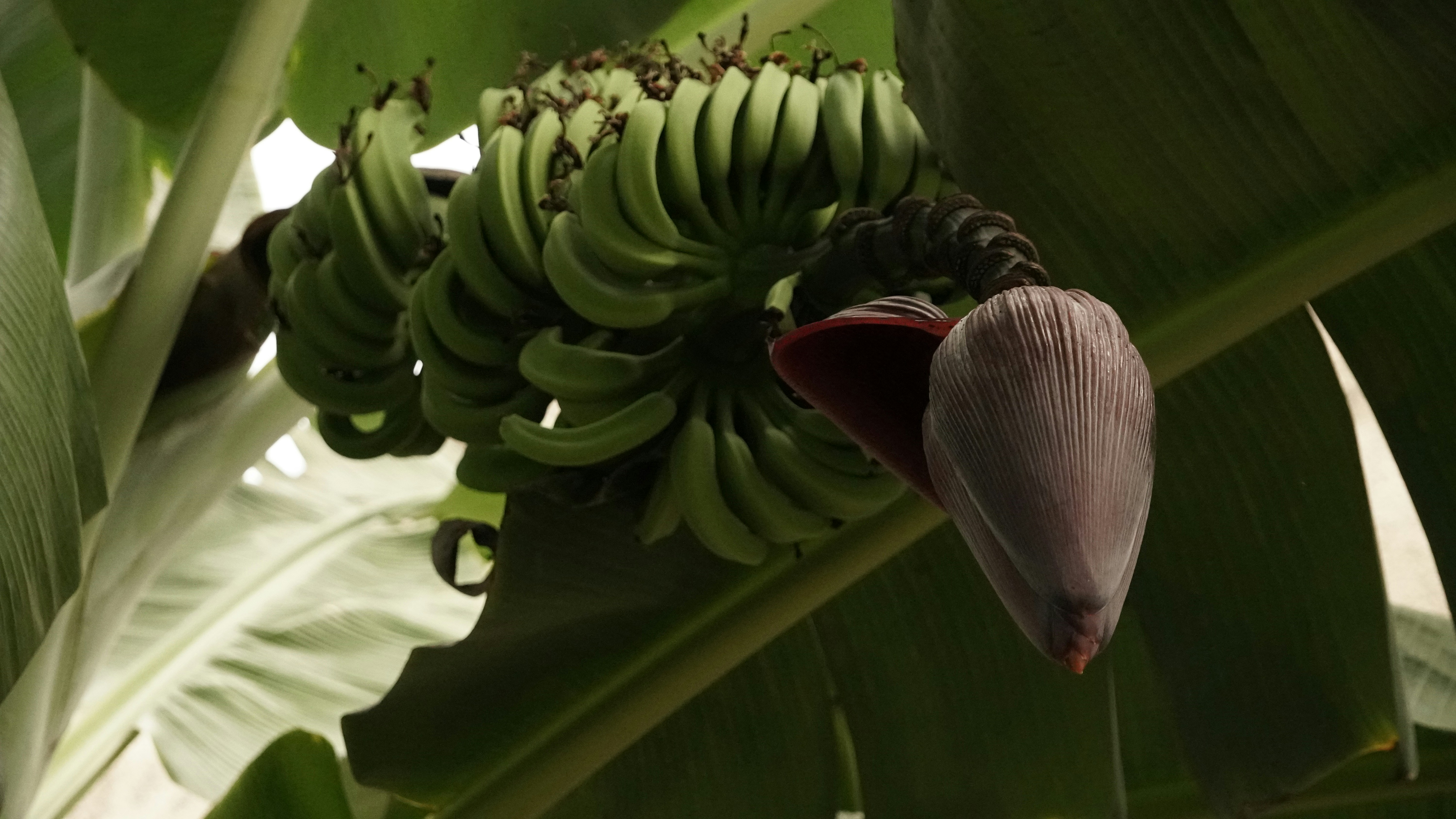 Banana Flower in the Green Cathedral