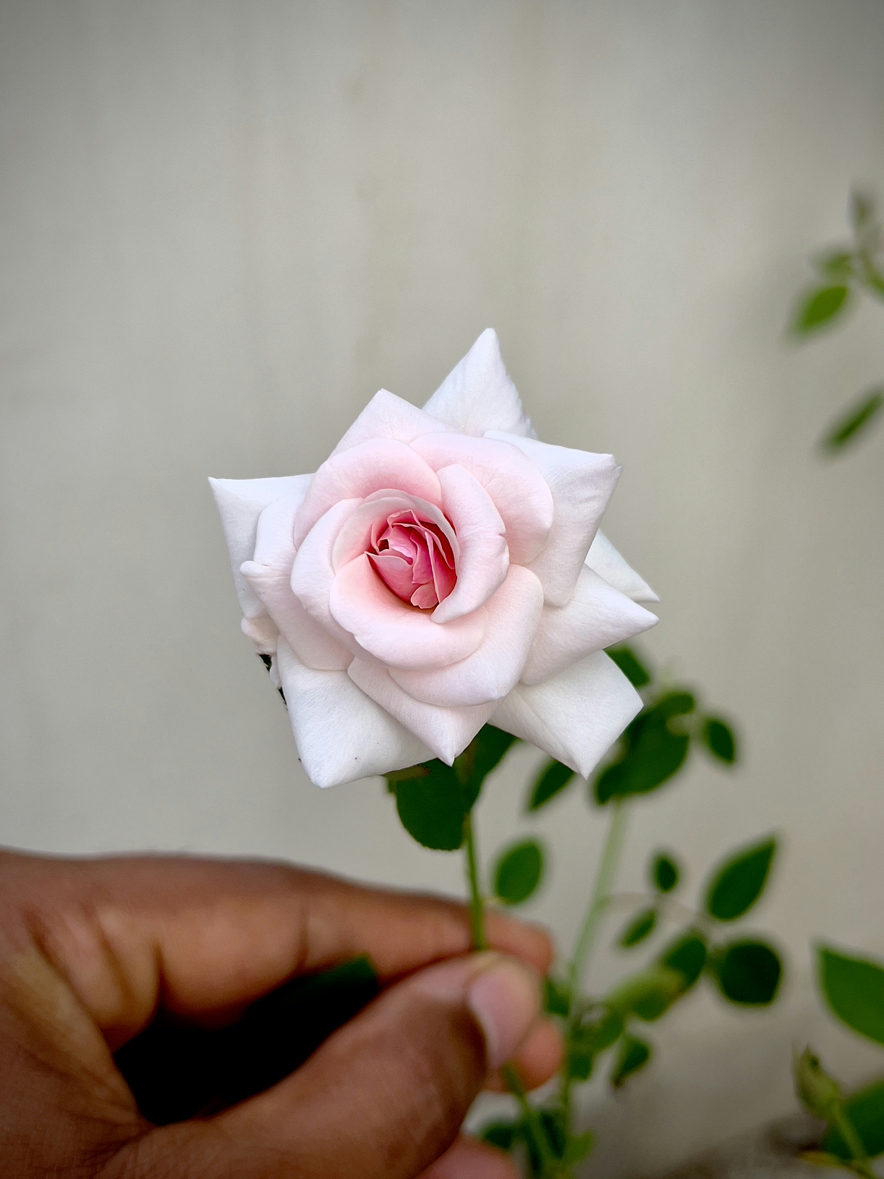 A Hand-Held Pink Rose in Crisp Focus: Tender Bloom Against Quiet Backdrop