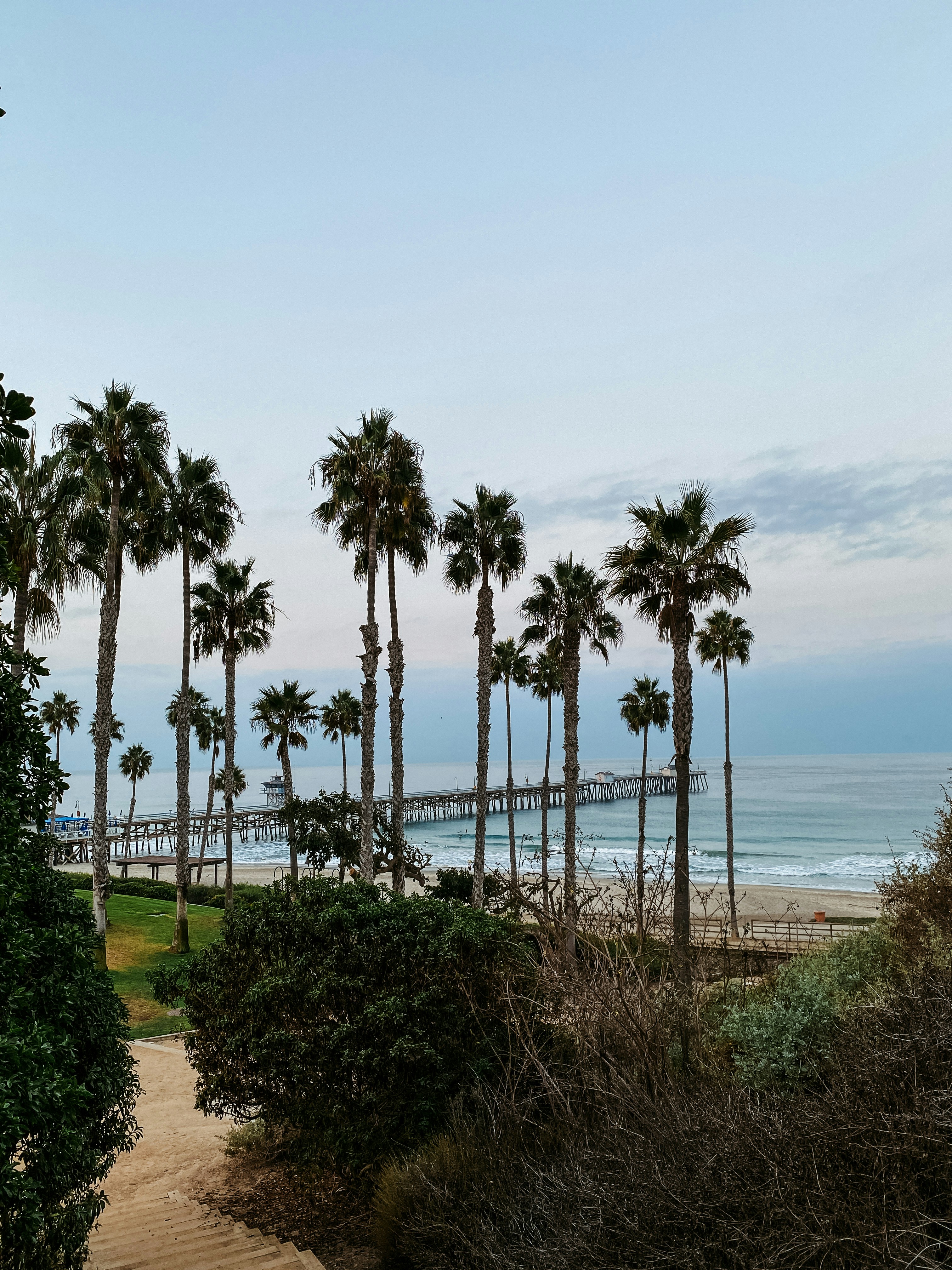 Palm Colonnade Reaching Toward a Quiet Pacific Pier