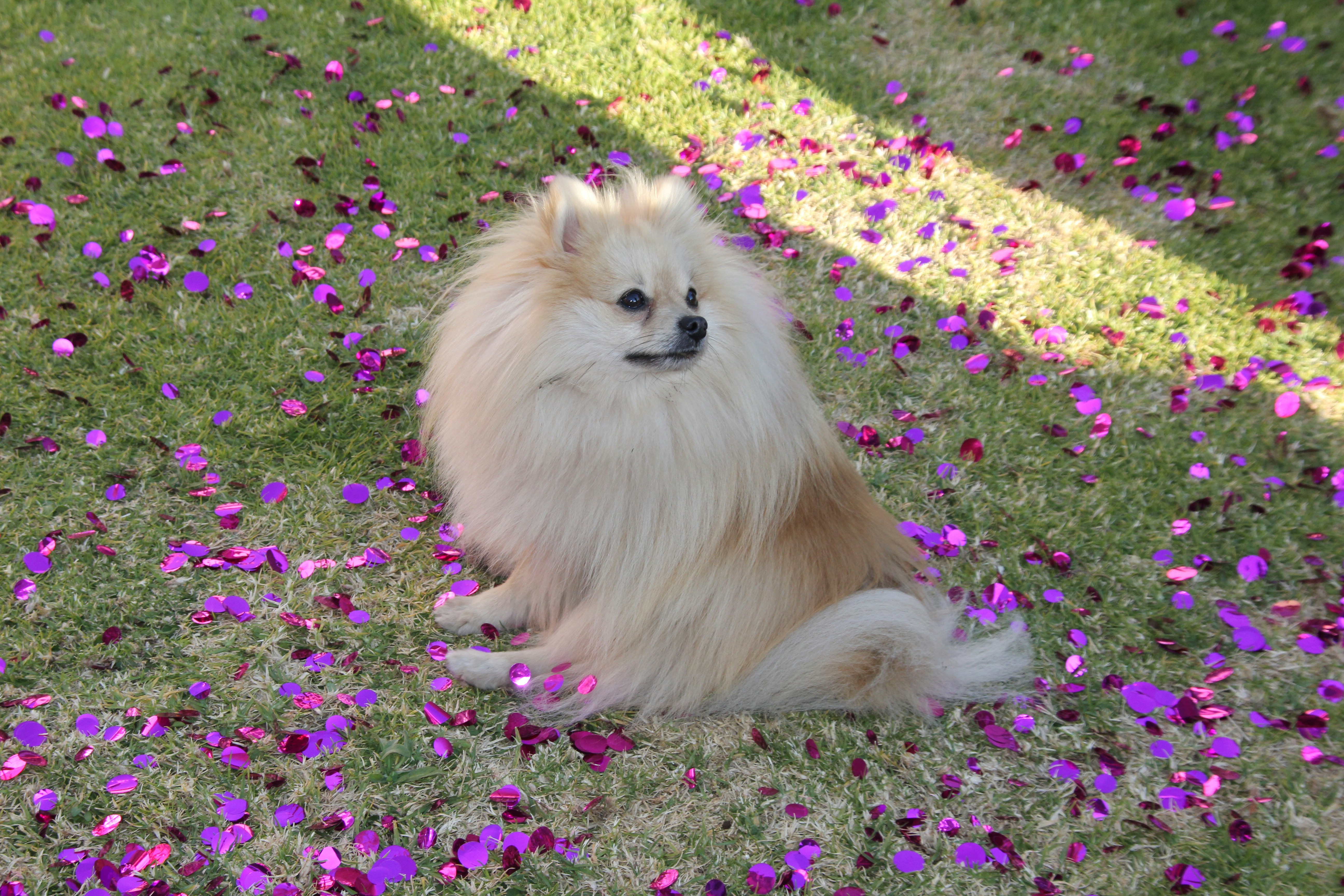 Pomeranian dog sitting on grass scattered with purple flower petals.